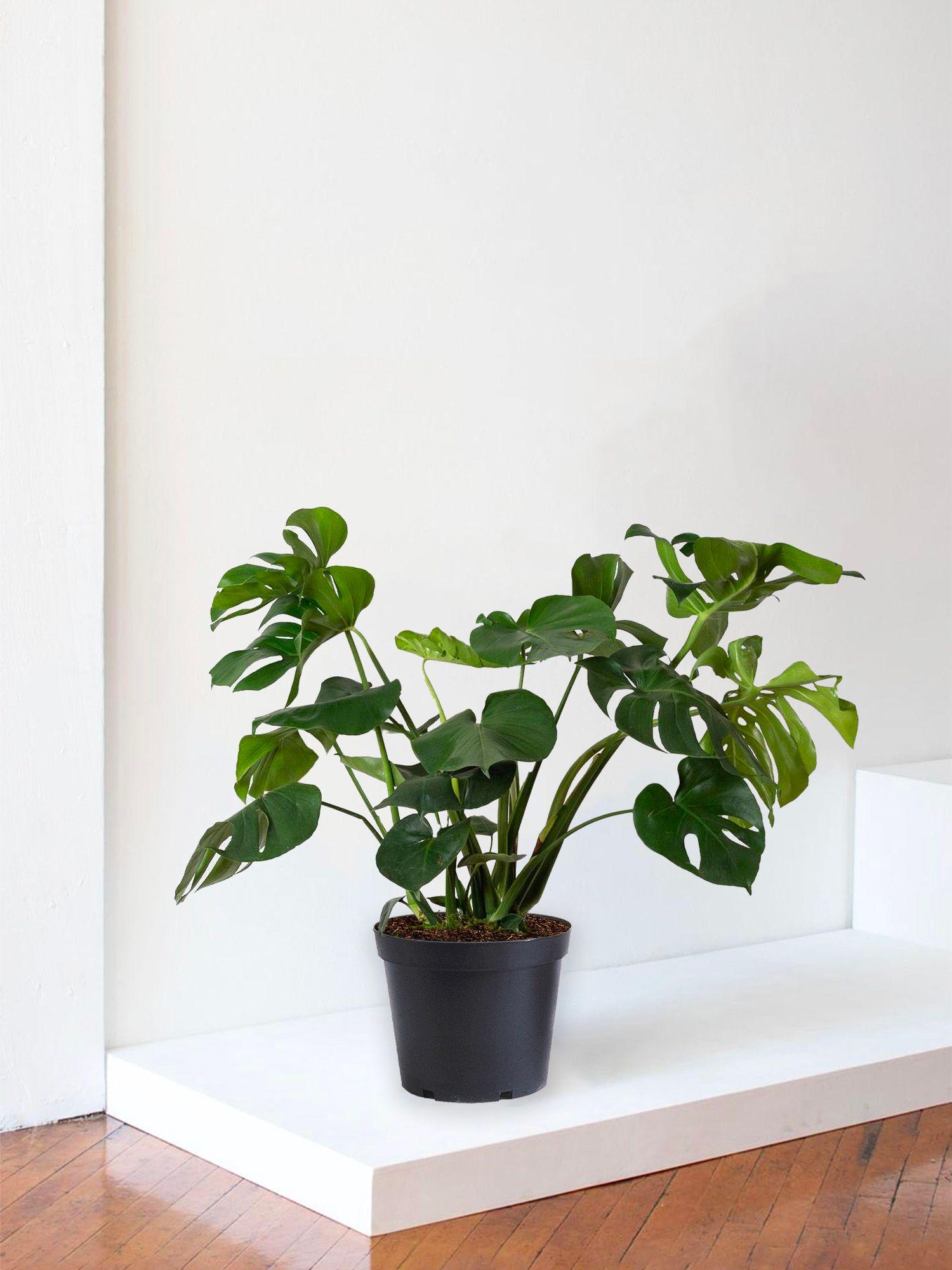 Monstera Deliciosa Large (1m) Horticole – Pot Horticole - L 28cm ...
