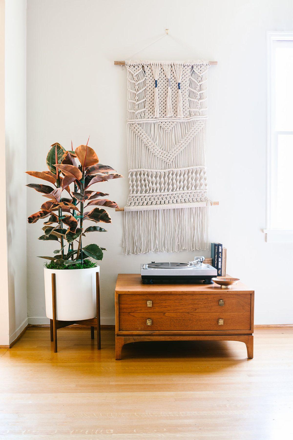 Ruby Rubber Tree With Mid-Century Pot Extra Large 3½ - 4½ FT TALL ...