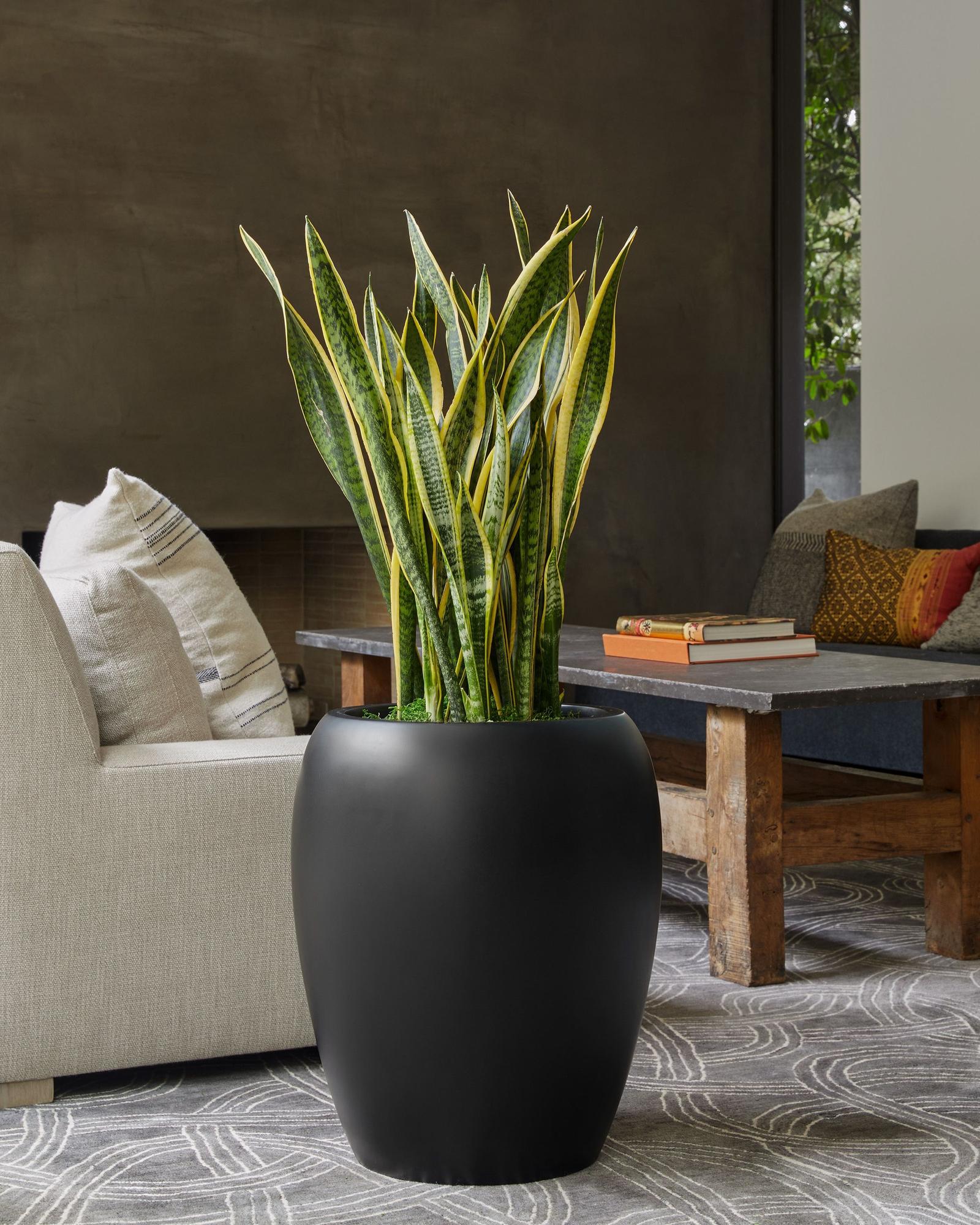 Snake Plant Laurentii Large (3½ – 4 ft tall) – White Calix Pot, potted ...