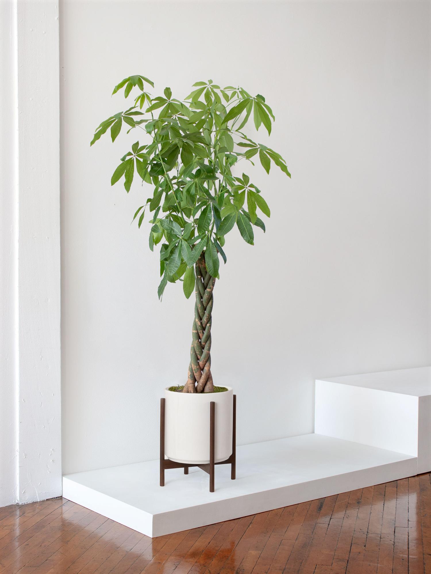 Braided Money Tree With Mid-Century Pot Extra Large 5½-6 ft tall ...