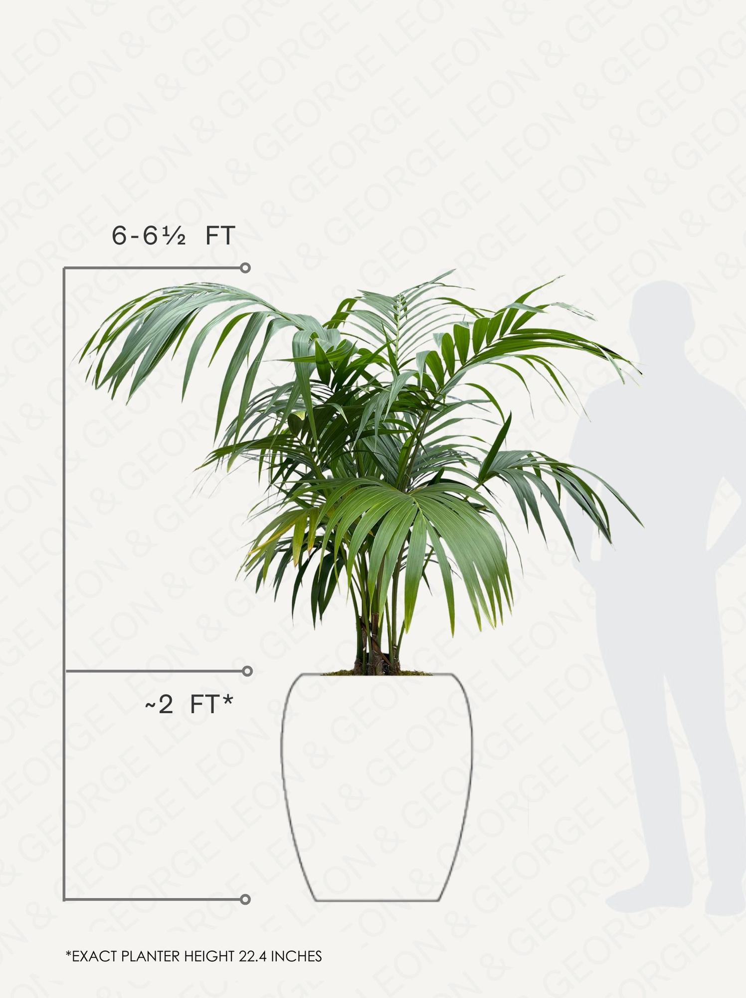 Kentia Palm With Calix Pot Extra Large 6 - 6 ½ ft tall – Gray Calix Pot ...