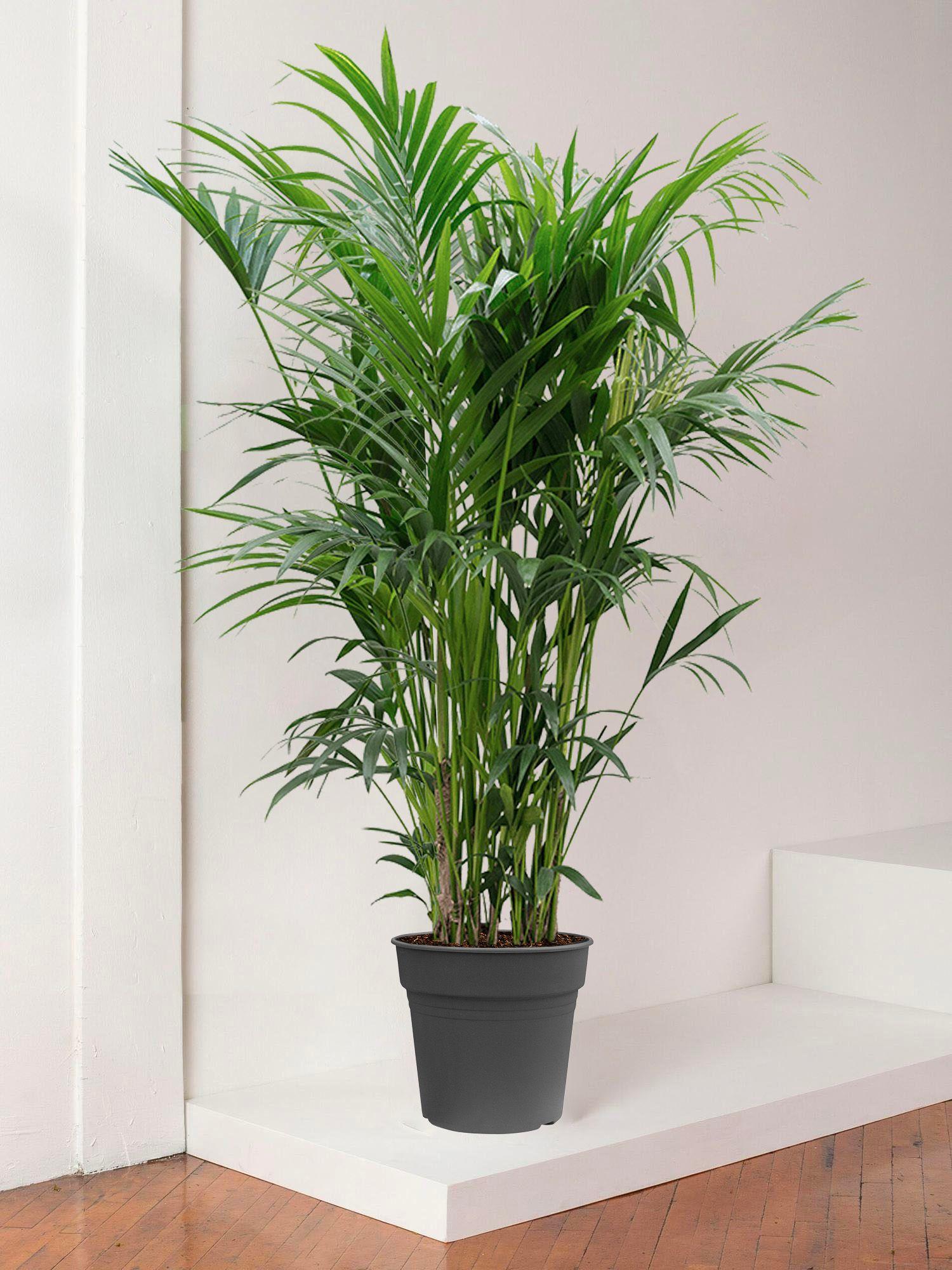 Kentia Palm Extra Large (2m) Nursery – Pot Horticole - XL 34cm H30cm ...