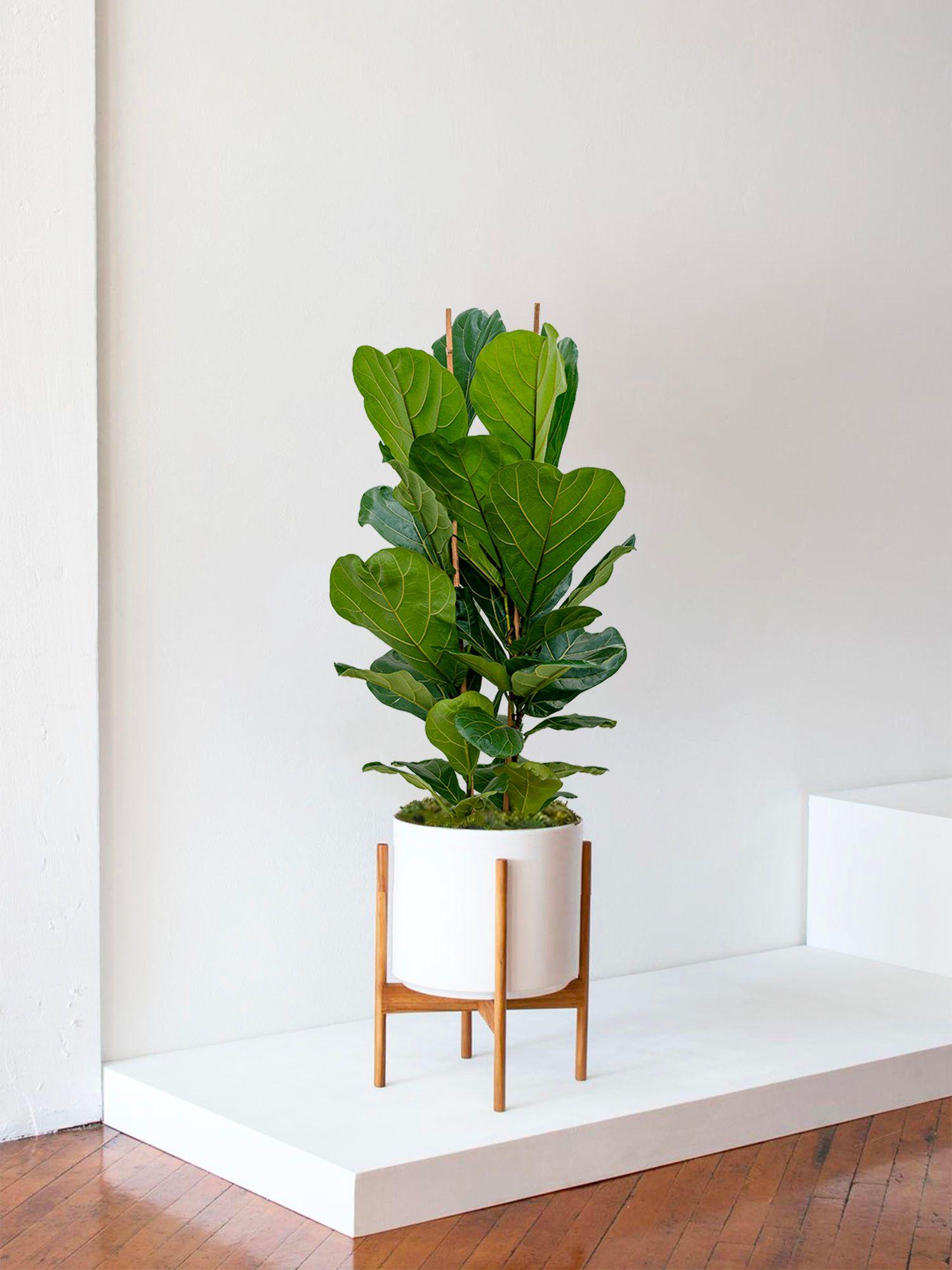 Fiddle Leaf Fig Bush Large 1m10 Mid-Century | Premium Indoor Plant ...