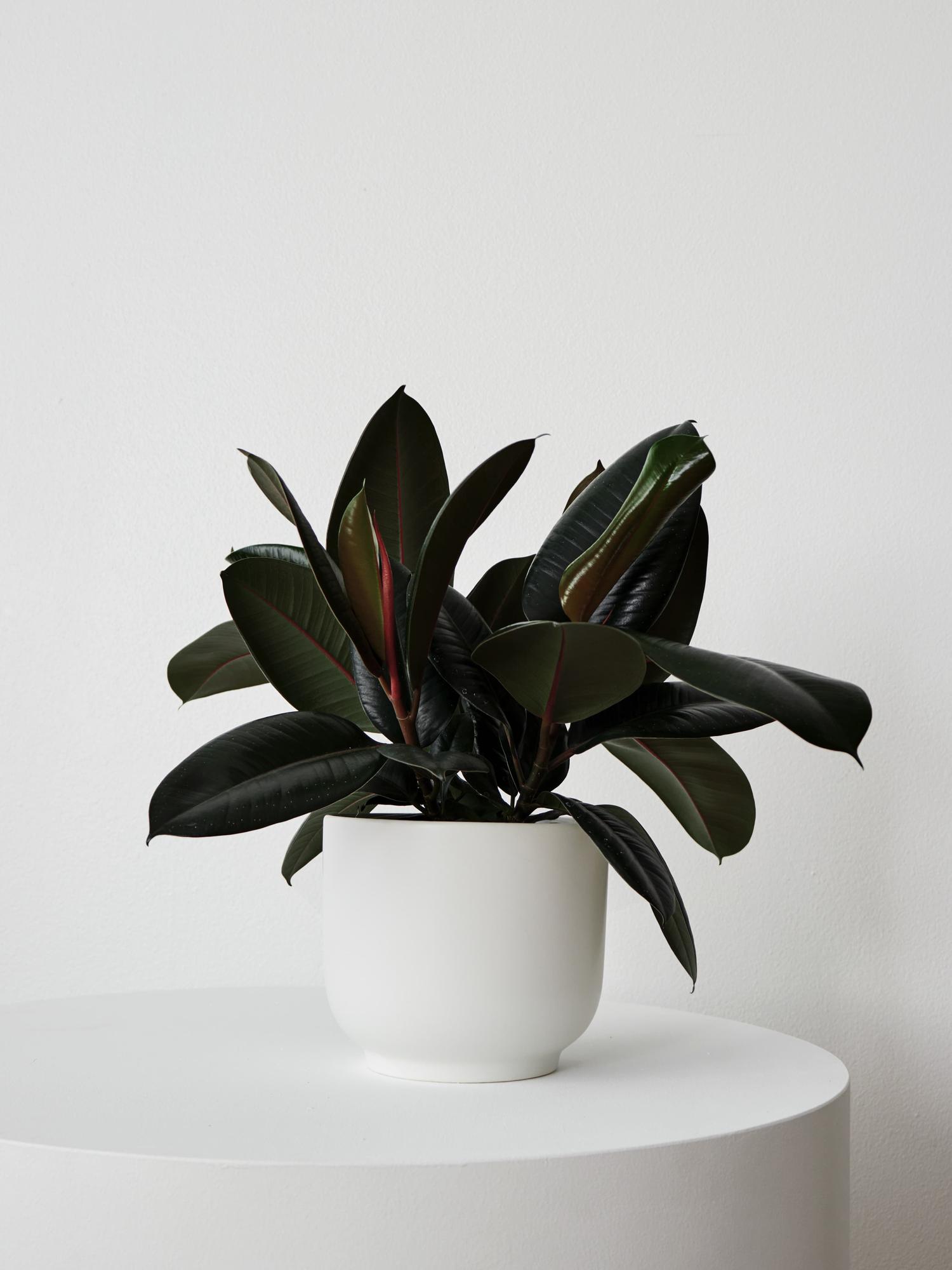 Rubber Plant With Nouvelle Pot Medium 1 ft tall, potted plant, shipped ...