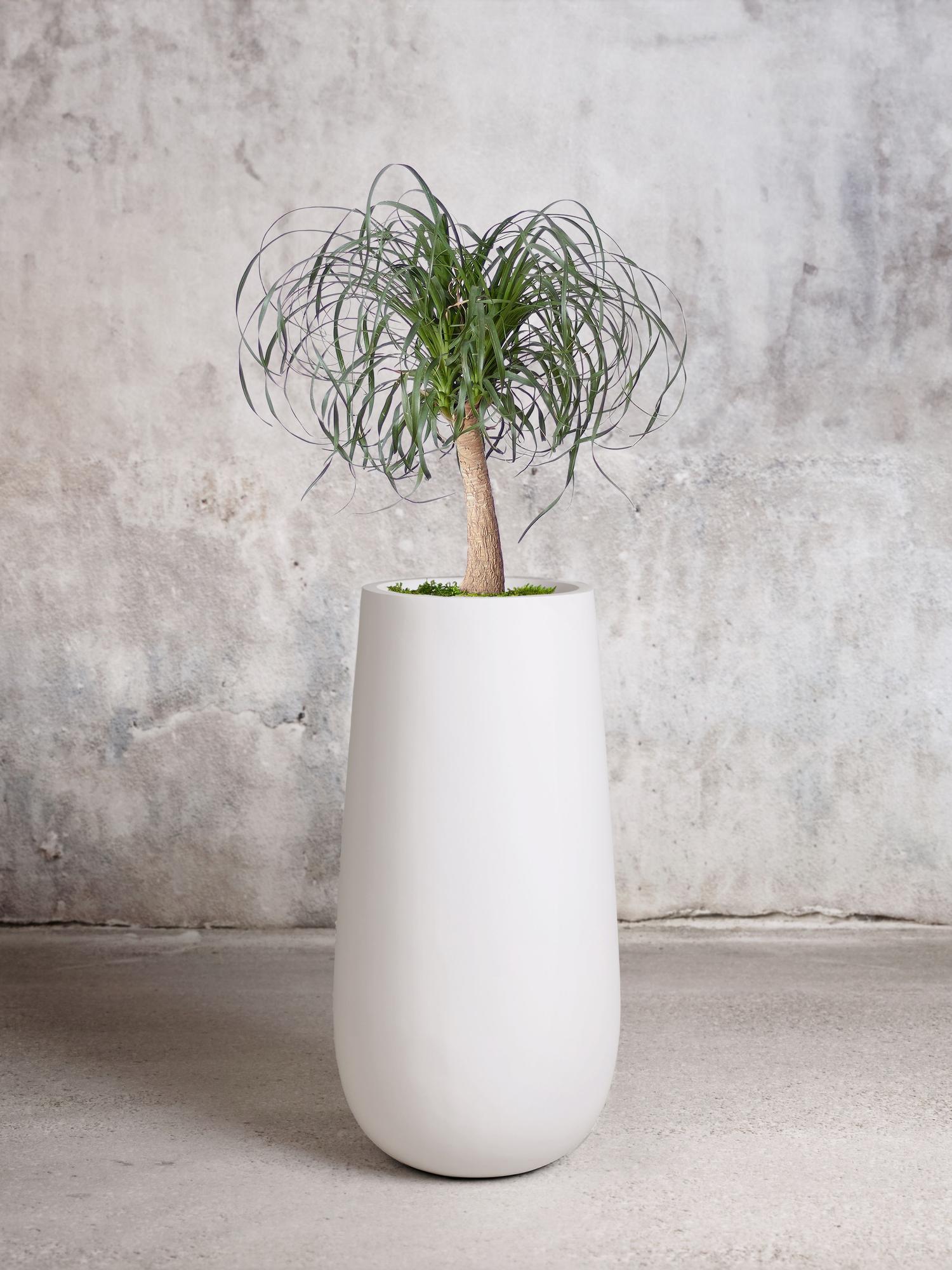 Ponytail Palm With Flute Pot Large 3 ½ – 4 ½ ft tall, potted plant ...