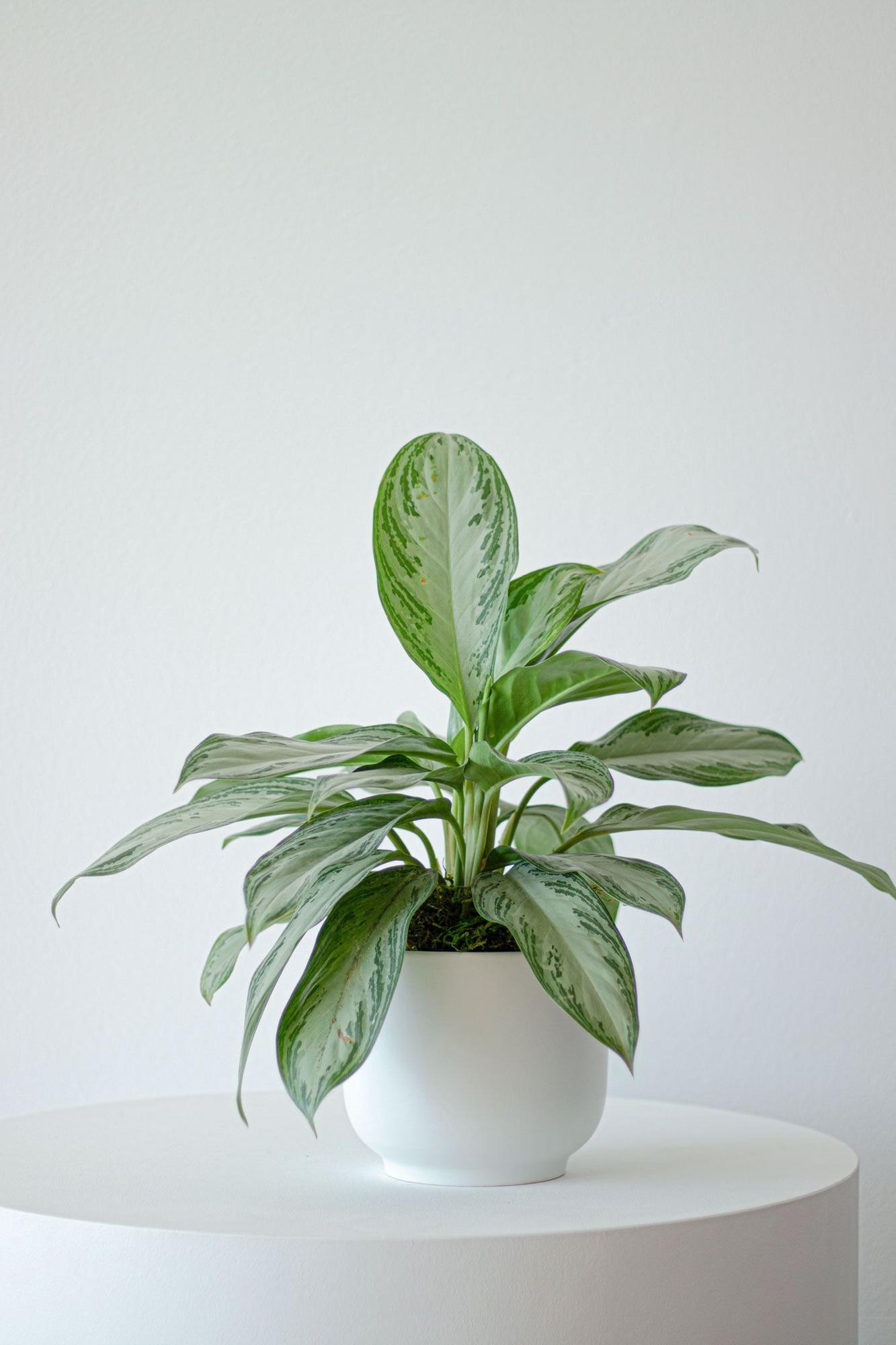 Medium Silver Evergreen With Nouvelle Pot, potted plant, shipped by ...