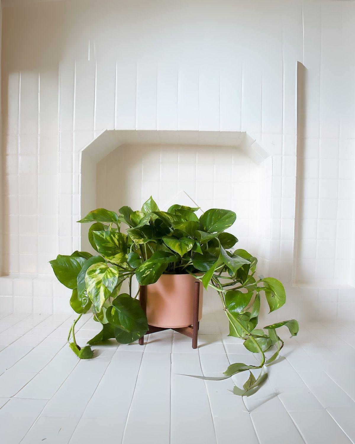 Cascading Pothos With Mid-Century Pot Medium 1 - 1½ ft tall – Black Mid ...