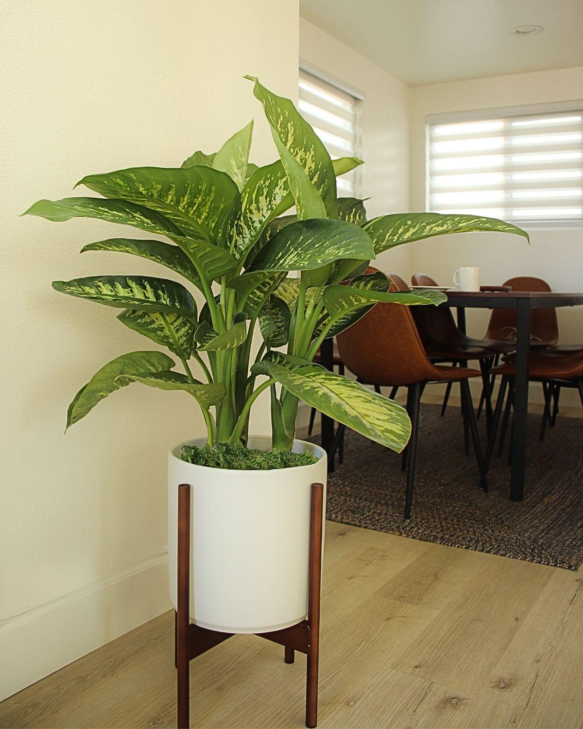 Dieffenbachia Large (2½ - 3½ft tall) – White Mid-Century Ceramic ...