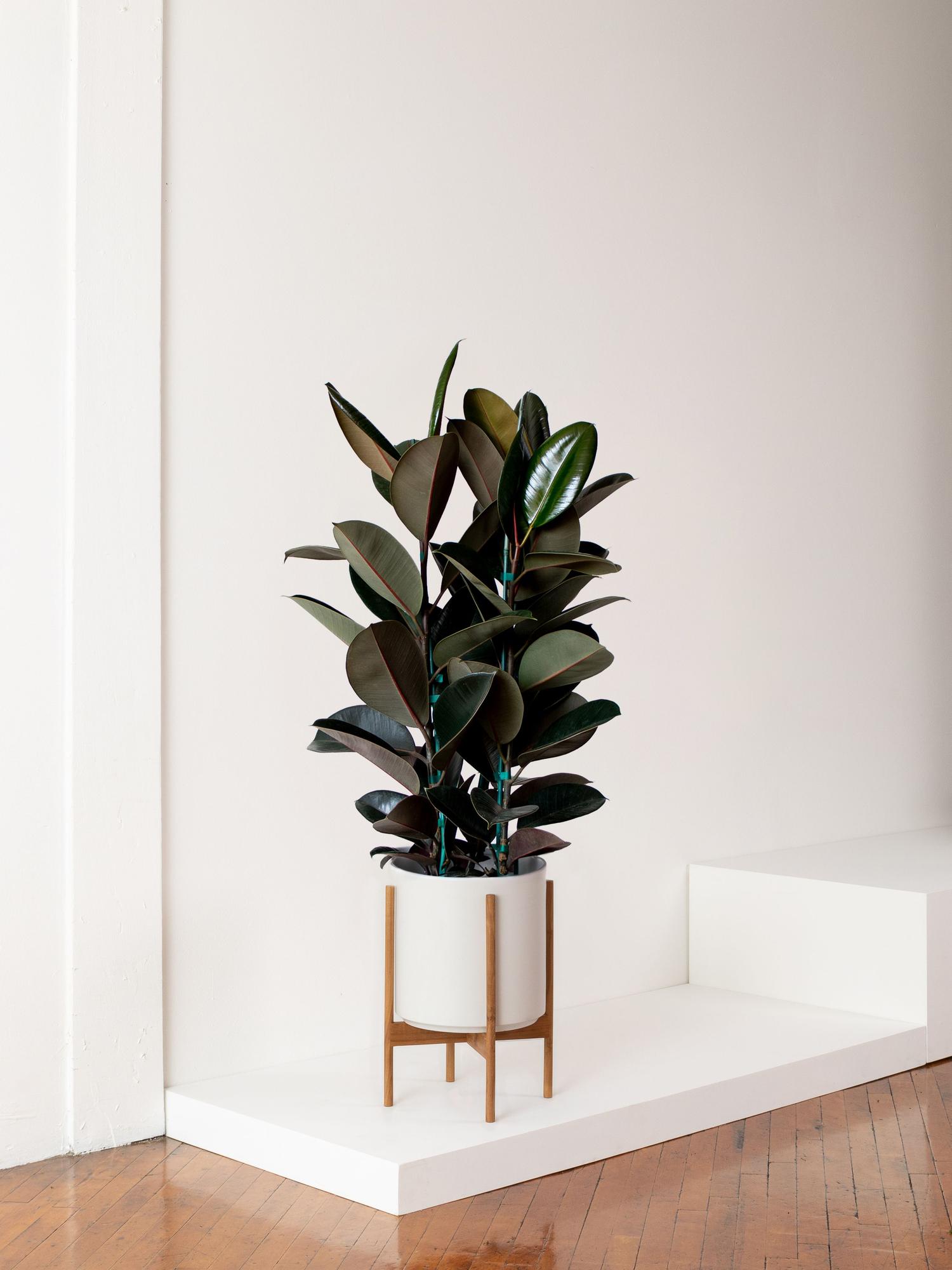 Rubber Tree Extra Large (6 ft tall) – White Flute Pot, potted plant ...