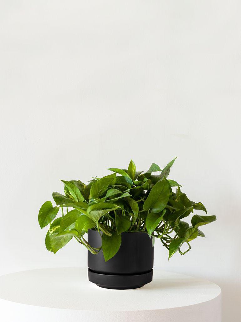 Cascading Pothos With Scandinavian Pot Medium 1-1 ½ ft tall – Sand ...