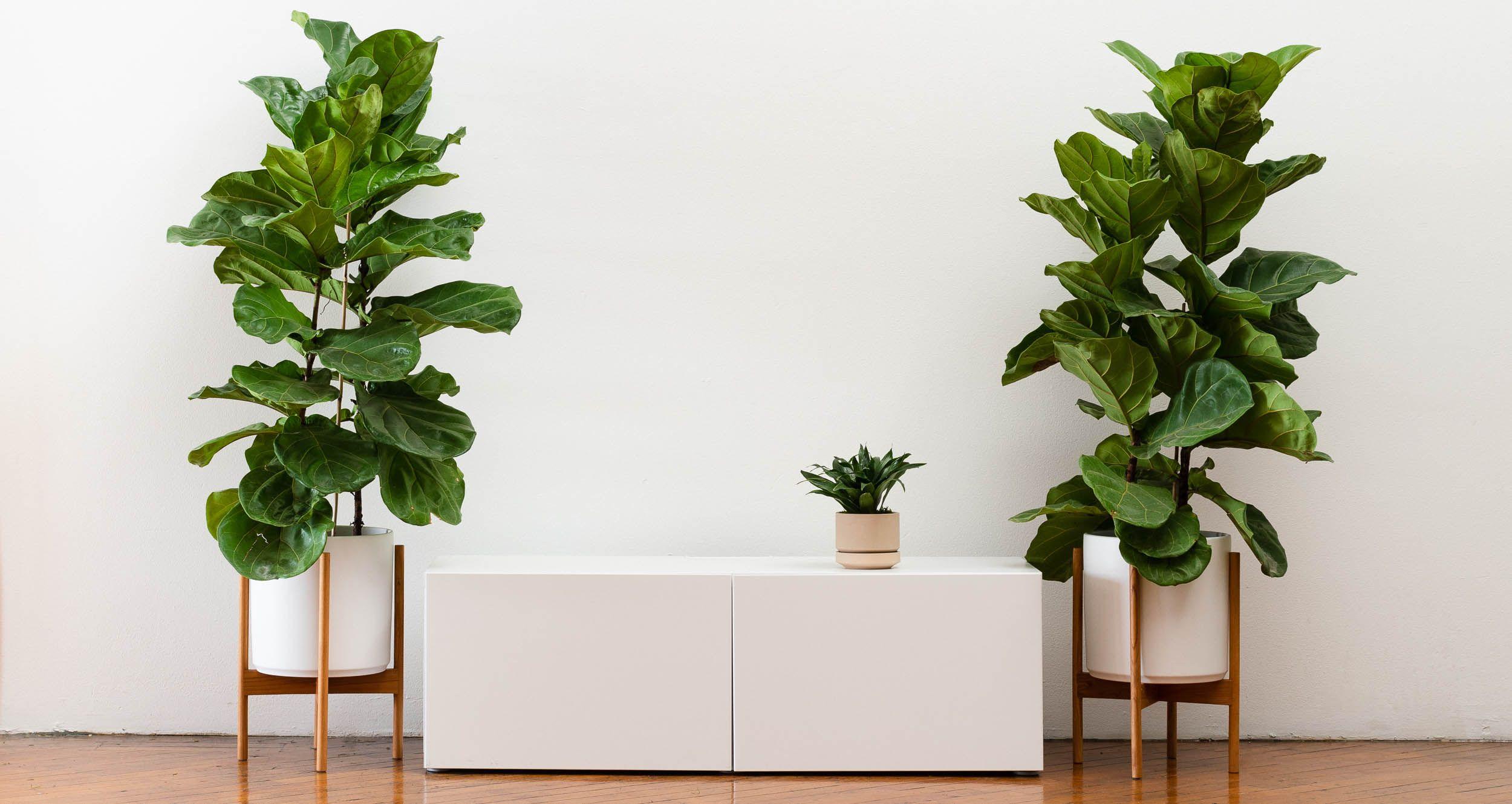 Fiddle Bush Duo With Mid-Century Pot Large 3 ft tall, potted plant ...