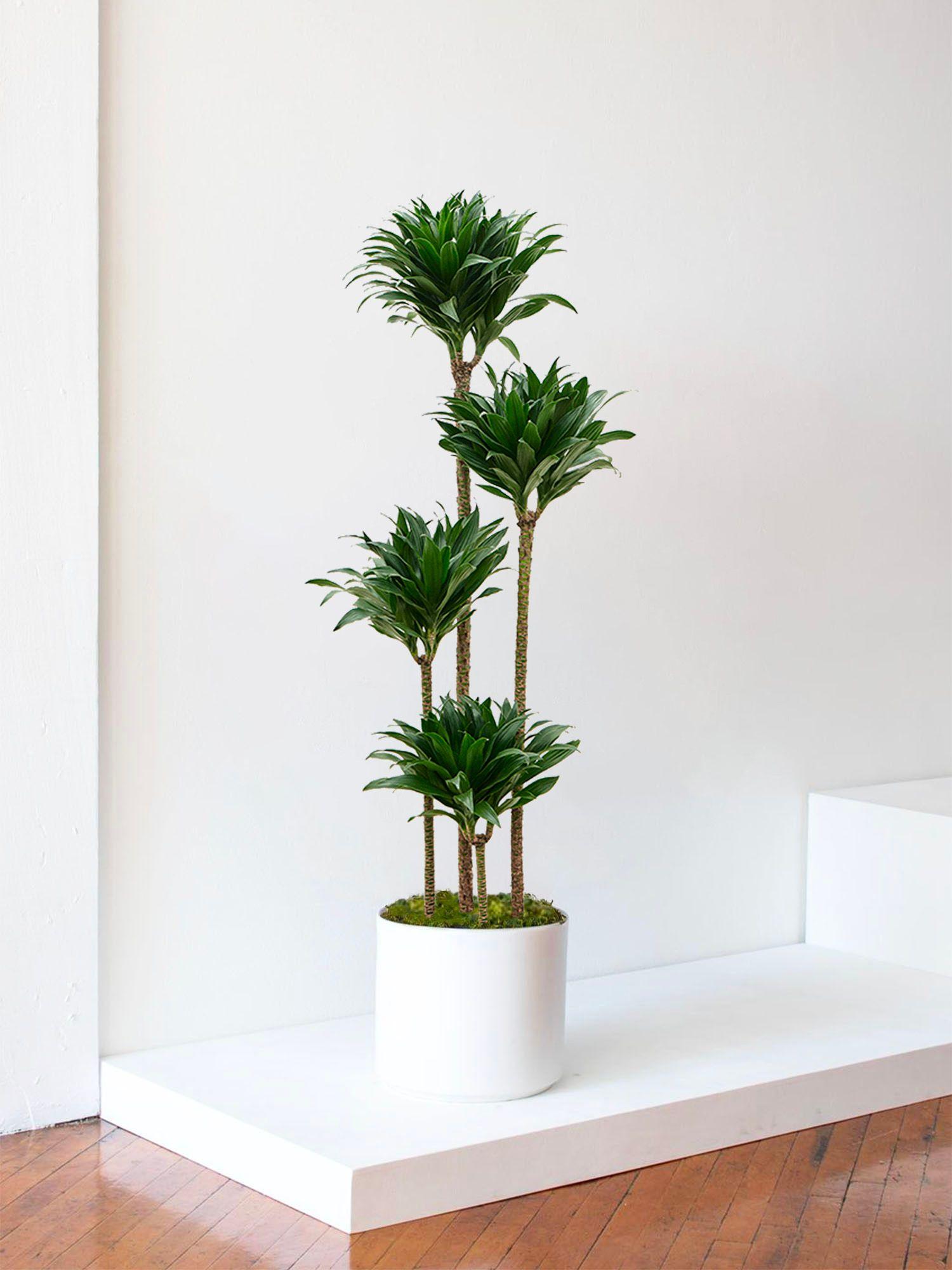Dracaena Fragrans Compacta Extra Large 1m60 Mid-Century, potted plant ...