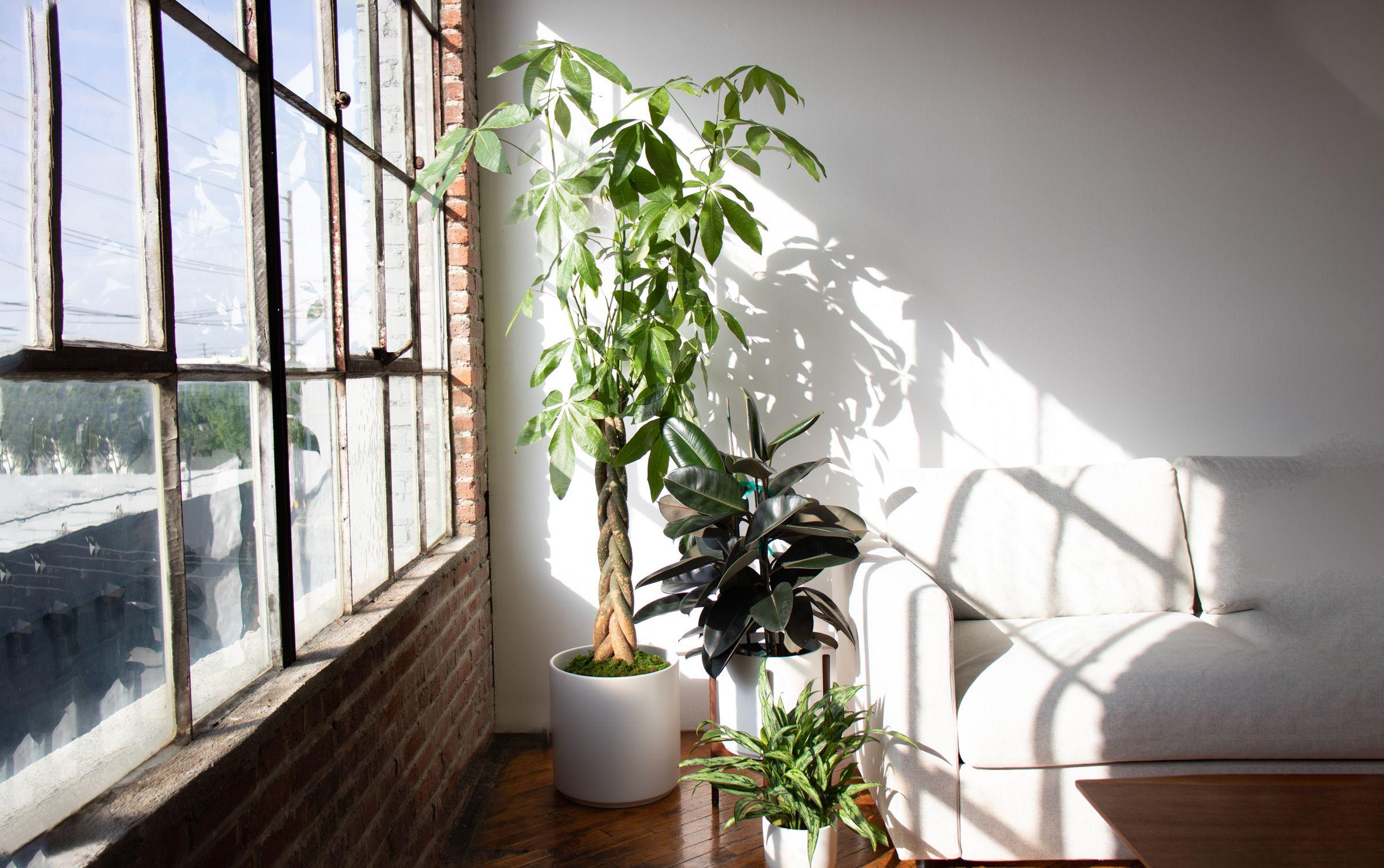 The New Standard for Plants by Léon & George