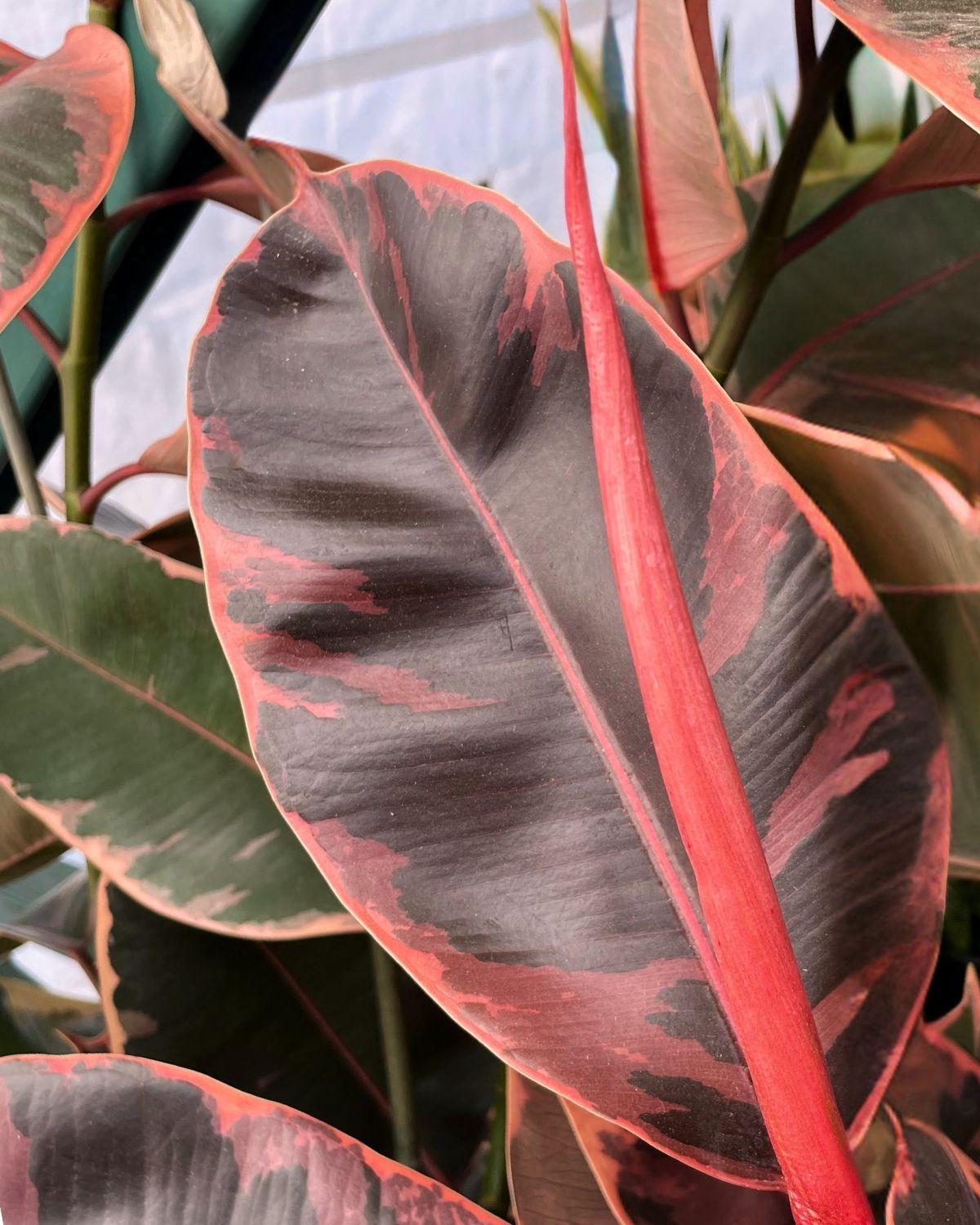 Ruby Rubber Tree Extra Large (3½ - 4½ FT TALL) – White Mid-Century ...