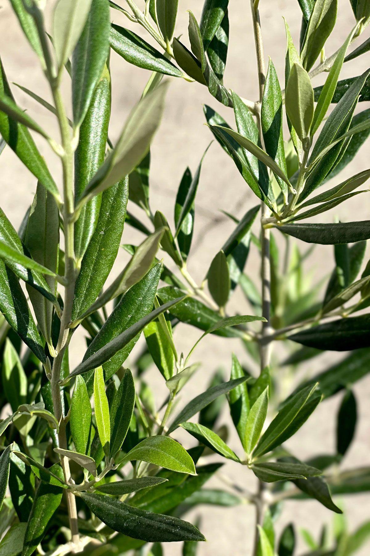 Olive Bush Large (2 ft tall) – White Foundation, potted plant, shipped ...
