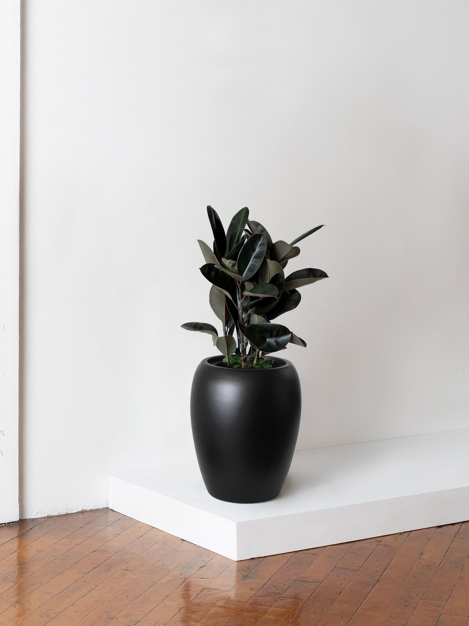 Rubber Tree With Calix Pot Large 3 – 4 ft tall – Black Calix Pot ...