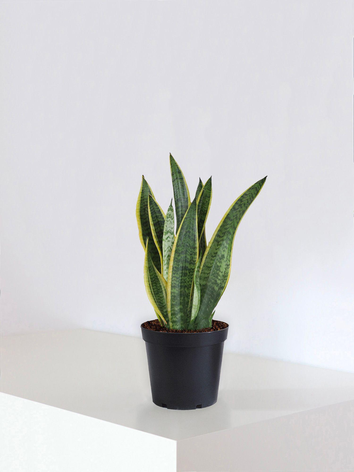 Sansevieria Laurentii Medium 50cm Horticole, potted plant, shipped by ...
