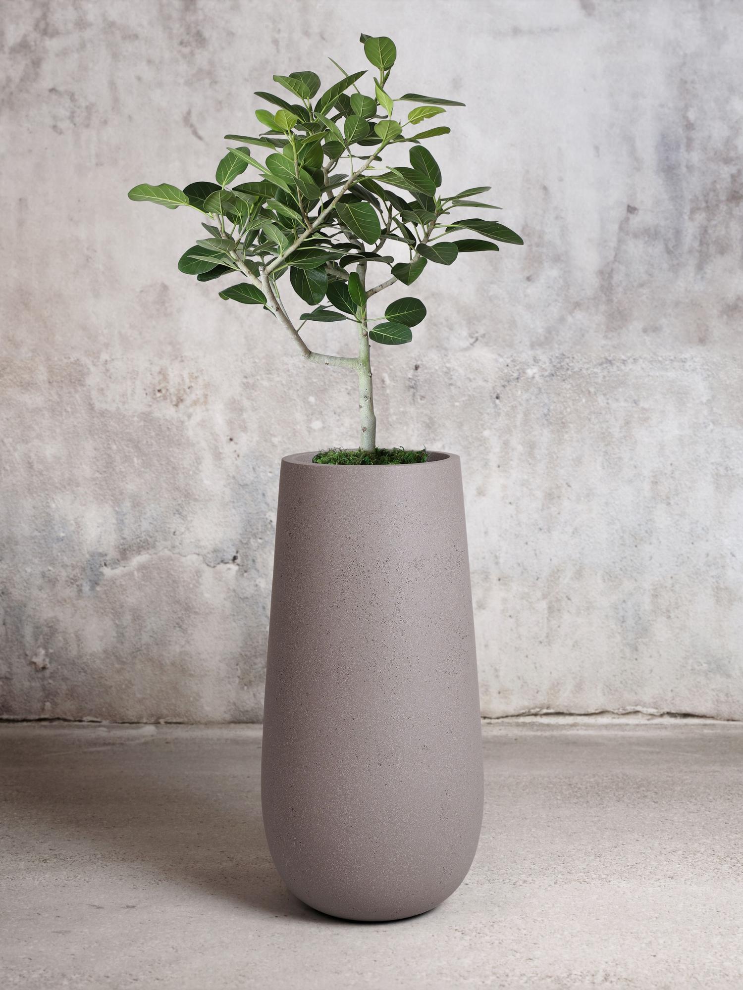 Ficus Audrey Tree With Flute Pot Large 5 – 5½ ft tall, potted plant ...