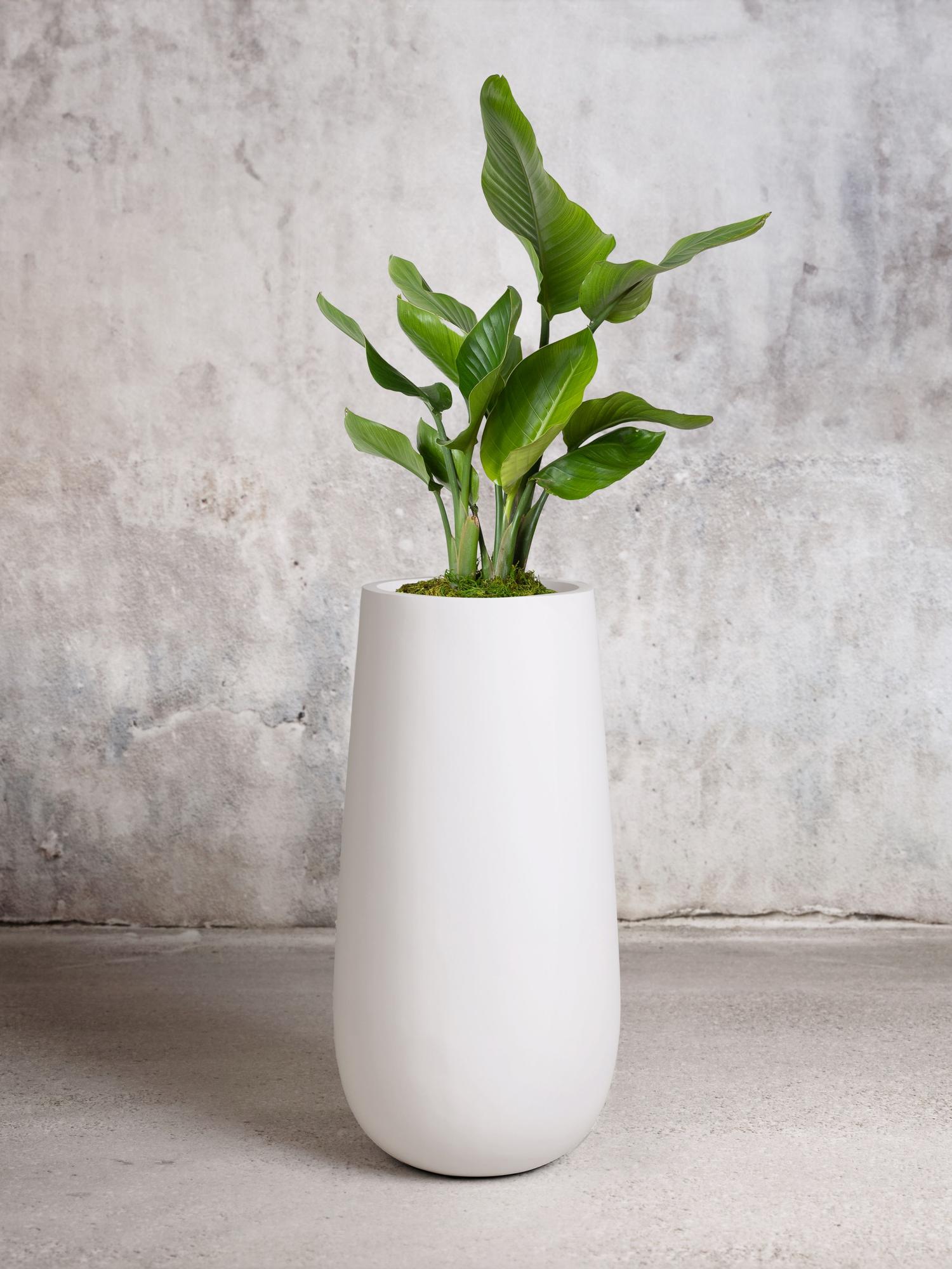 Bird of Paradise Large (4 ½ - 5 ½ ft tall) – White Flute Pot, potted ...