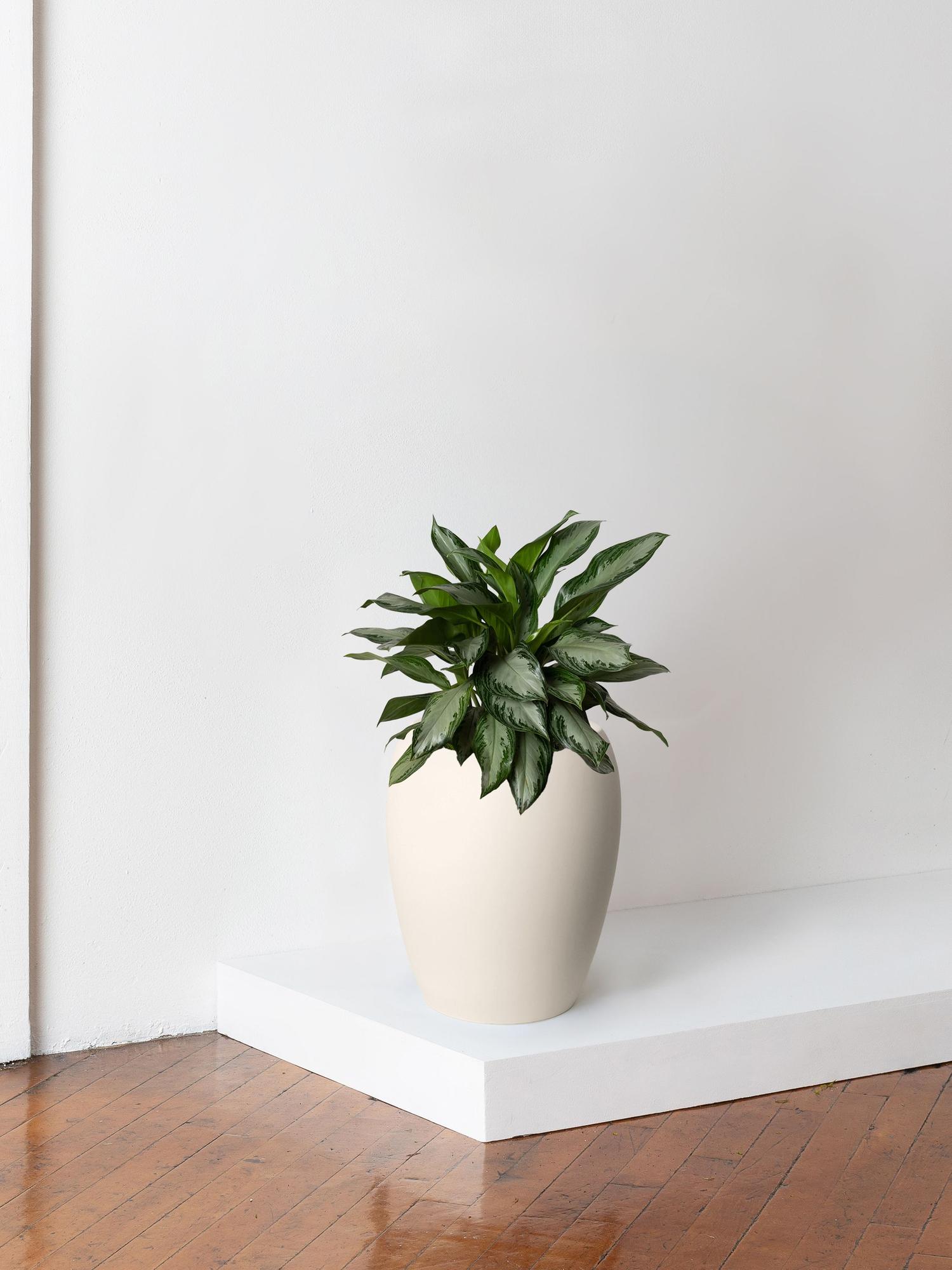 Silver Evergreen With Calix Pot Large 3½ – 4 ft tall – White Calix Pot ...