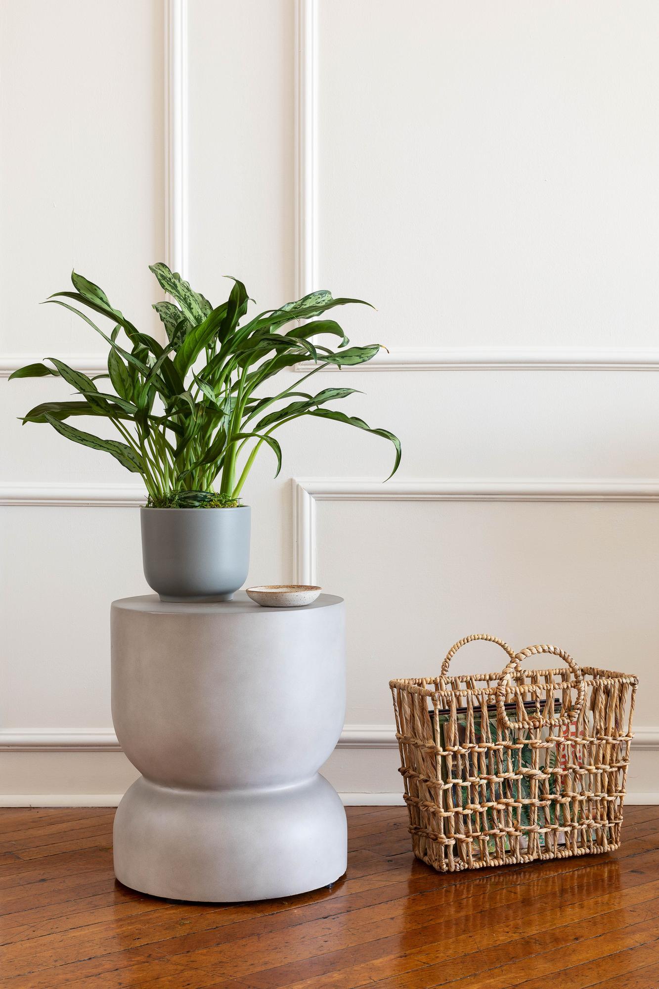 Tiger Evergreen With Nouvelle Pot Medium 1 ½ ft tall, potted plant ...