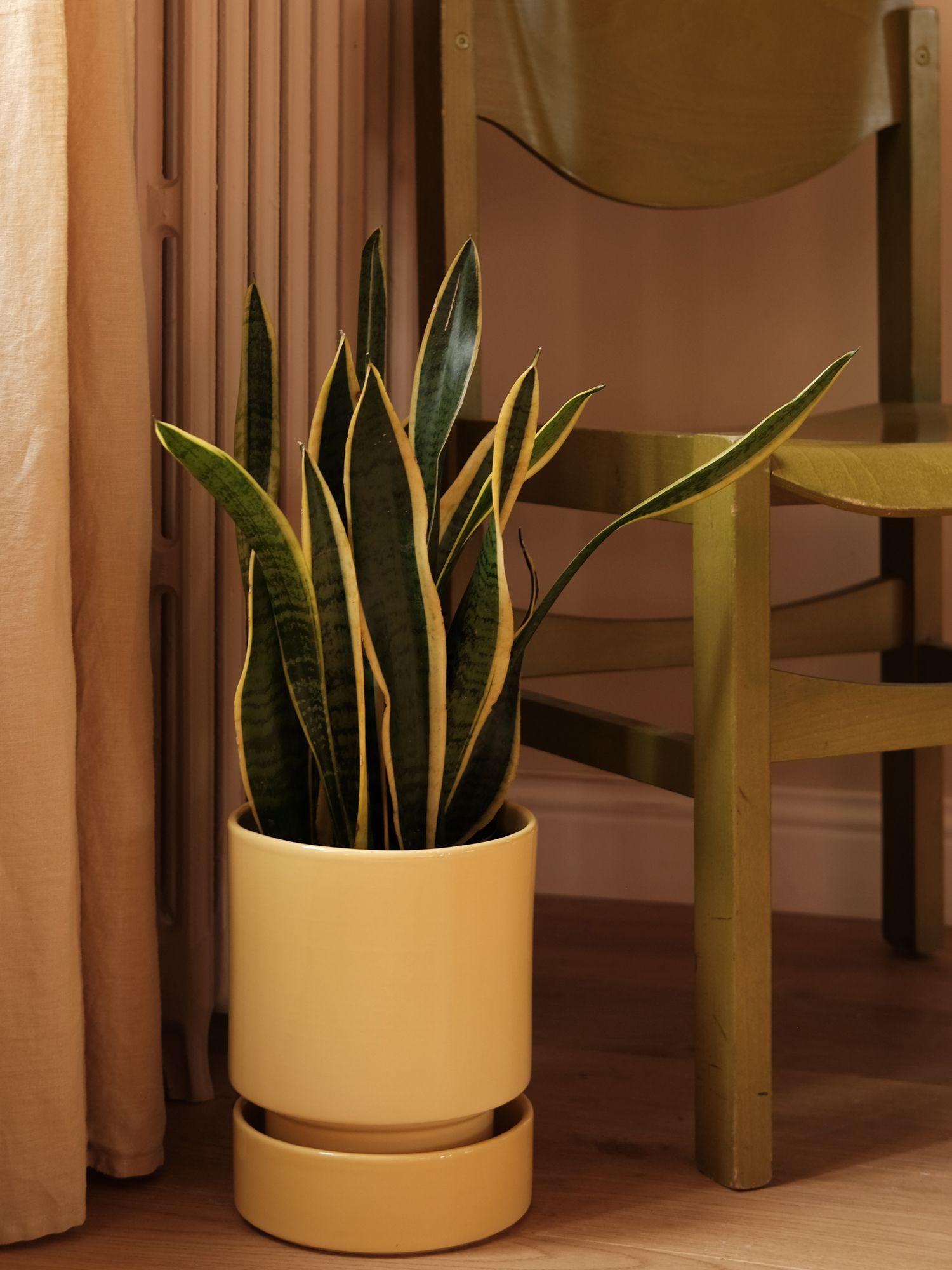 Snake Plant Laurentii Medium (1½ - 2 ft tall) – Buttercup With Saucer ...