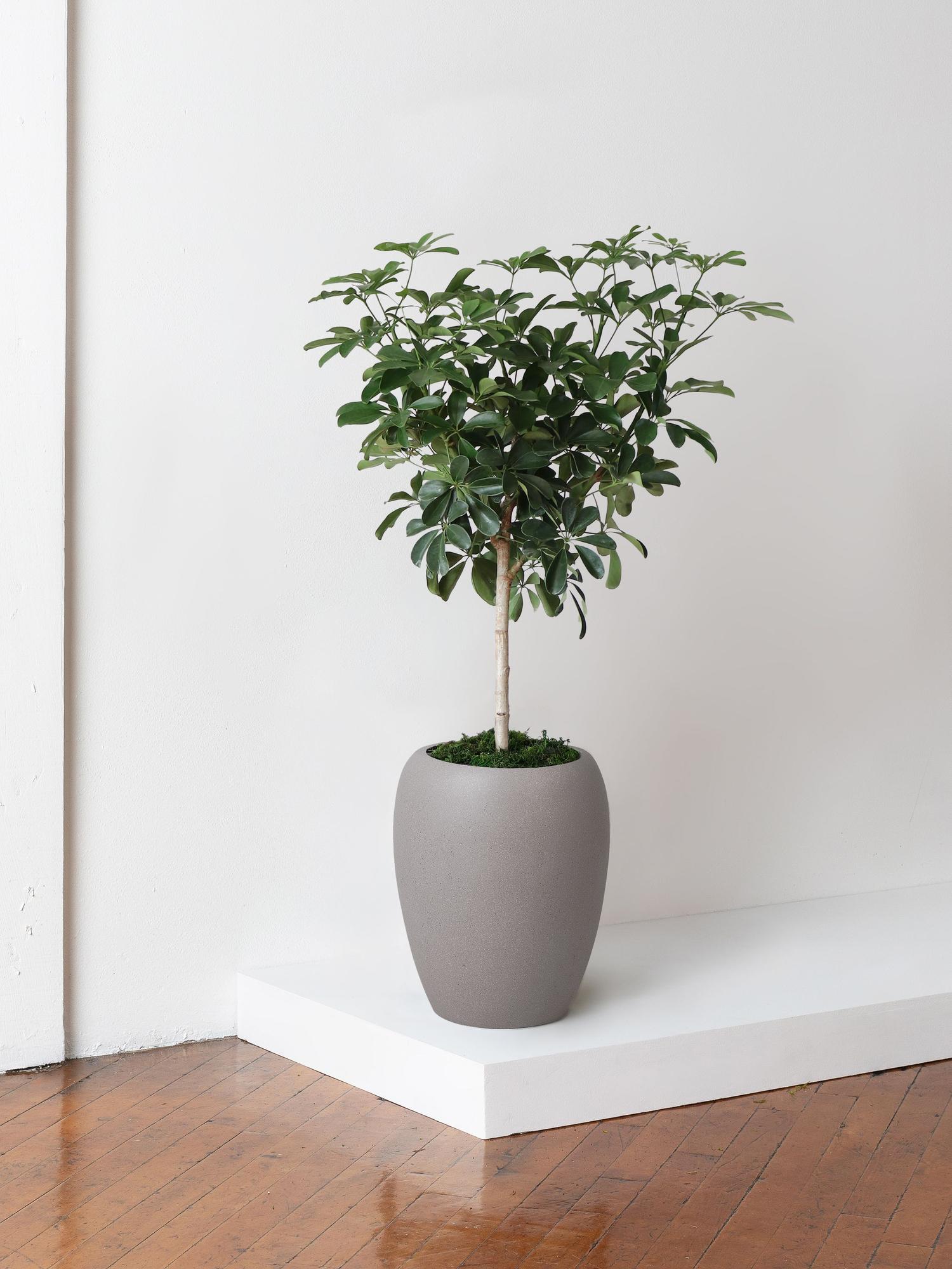 Schefflera Tree With Calix Pot Large 4½ ft tall – White Calix Pot ...