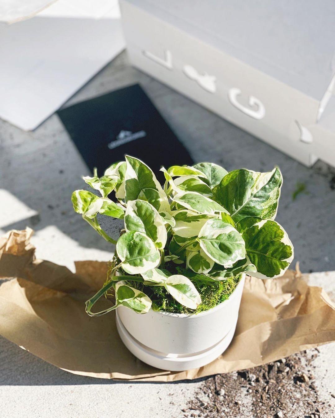 N'joy Pothos Small (8 in tall) – Midnight Scandinavian Ceramic, potted ...