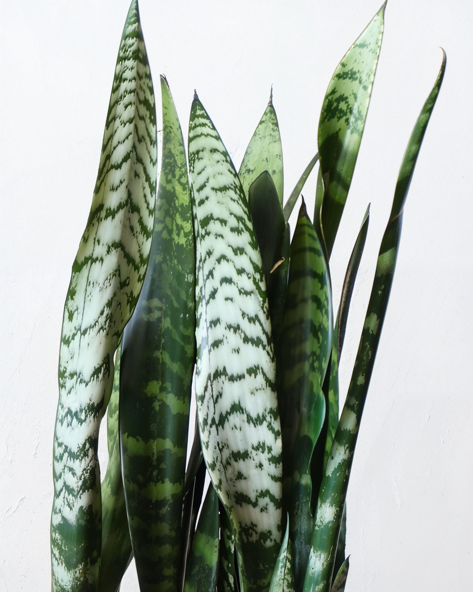 Black Coral Snake Plant Large (4 – 4 ½ ft tall) – White Flute Pot ...