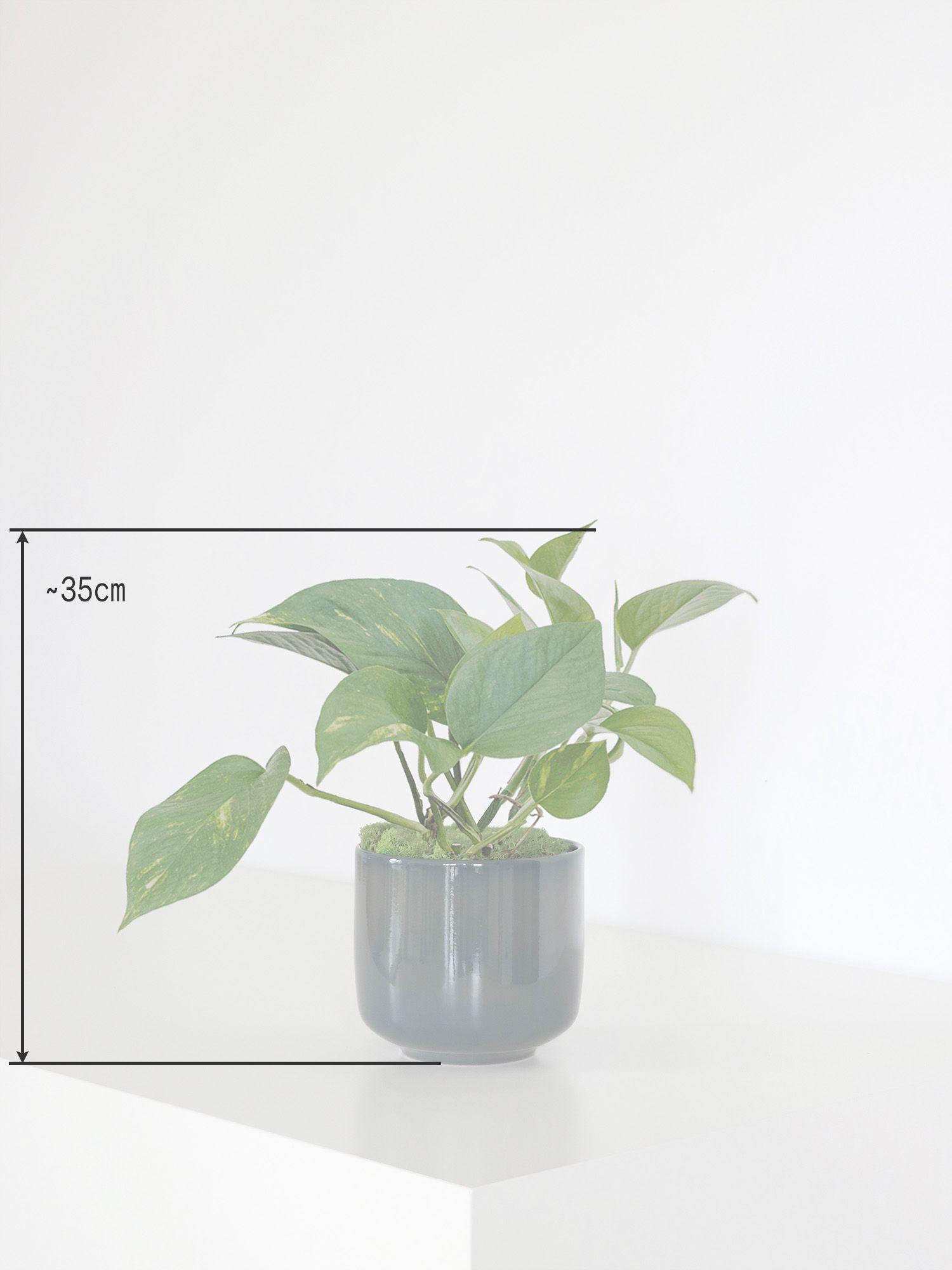 Snake Plant & Cascading Pothos Duo Small (35cm / 40cm) Curvy – The 13 ...