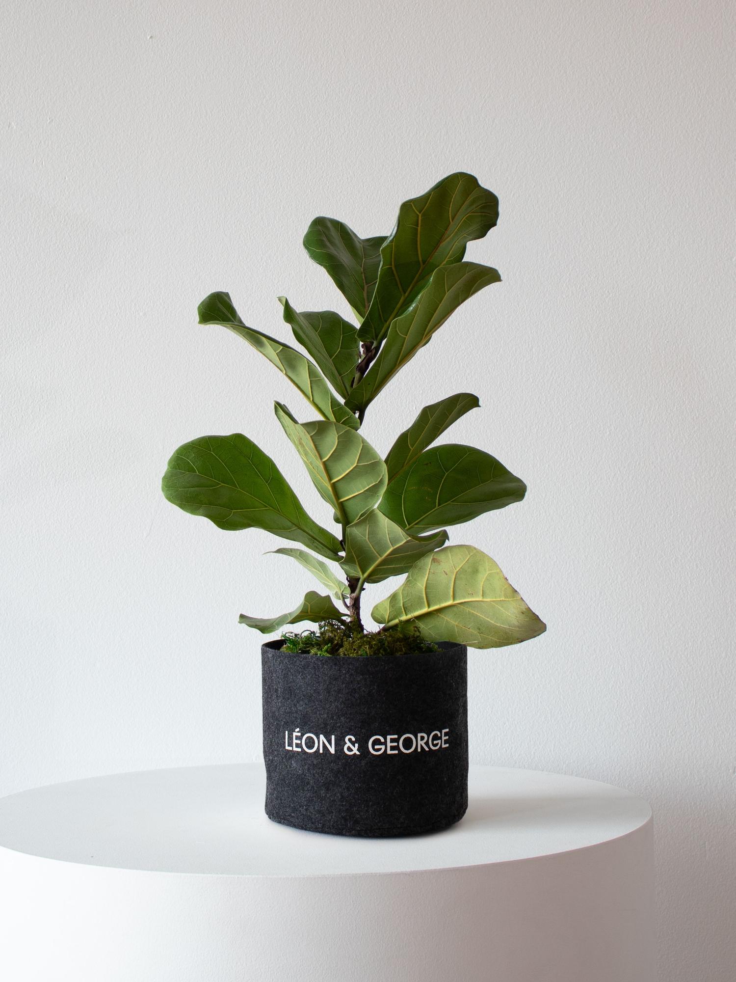 Fiddle Leaf Fig With Nursery Pot Medium 1 ½ ft tall – No Decorative Pot ...