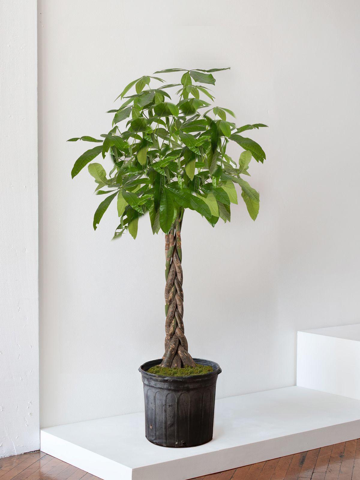 Extra Large Braided Money Tree without pot, potted plant, shipped by ...