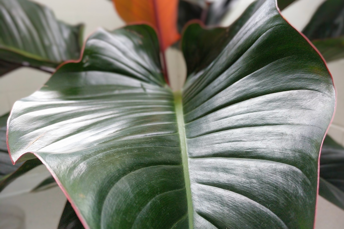 Red Congo With Nursery Pot Large 3.5 ft tall, potted plant, shipped by ...