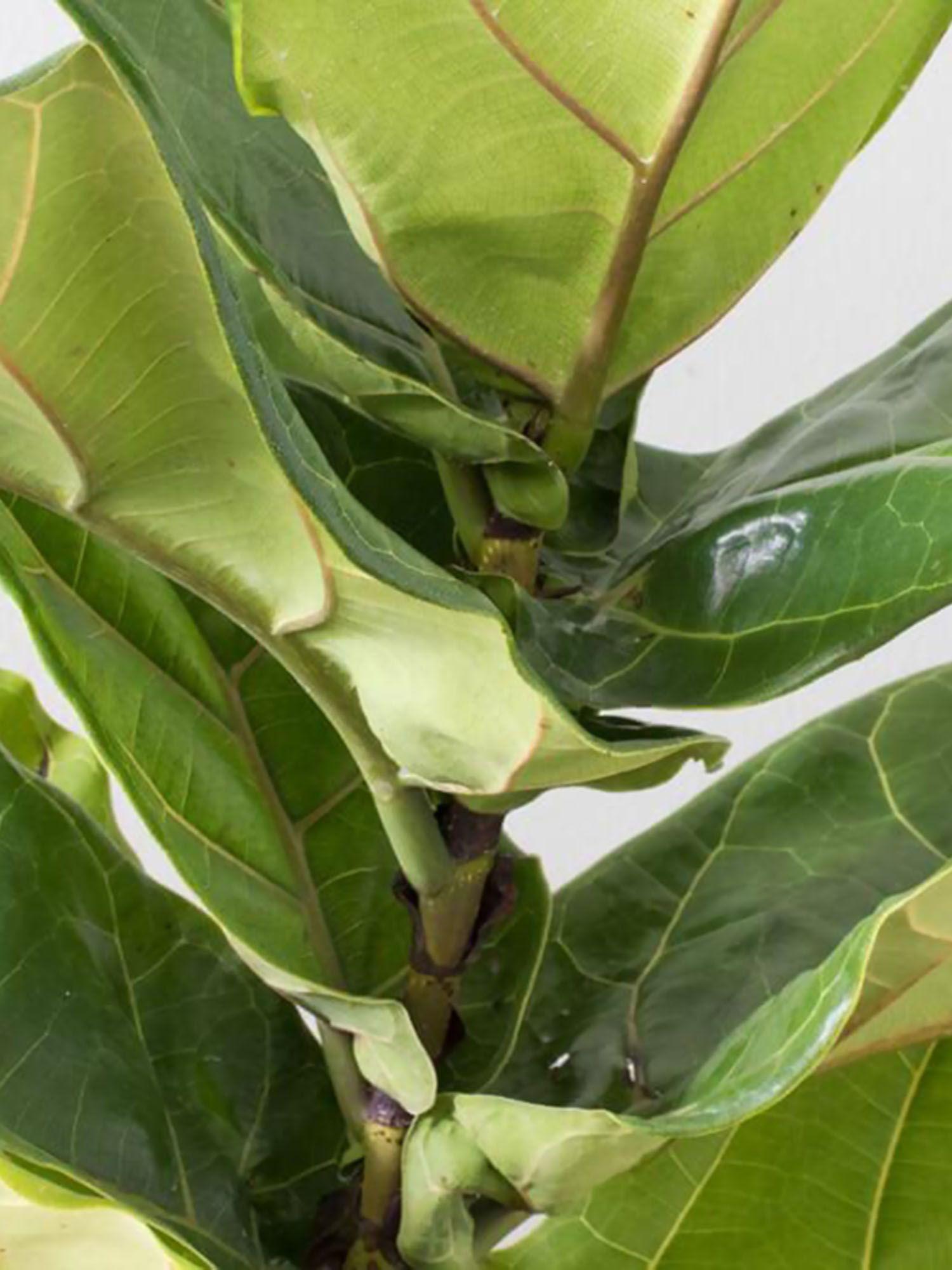 Fiddle Leaf Fig Bush Large (1m10) Nursery – Pot Horticole - L 28cm ...