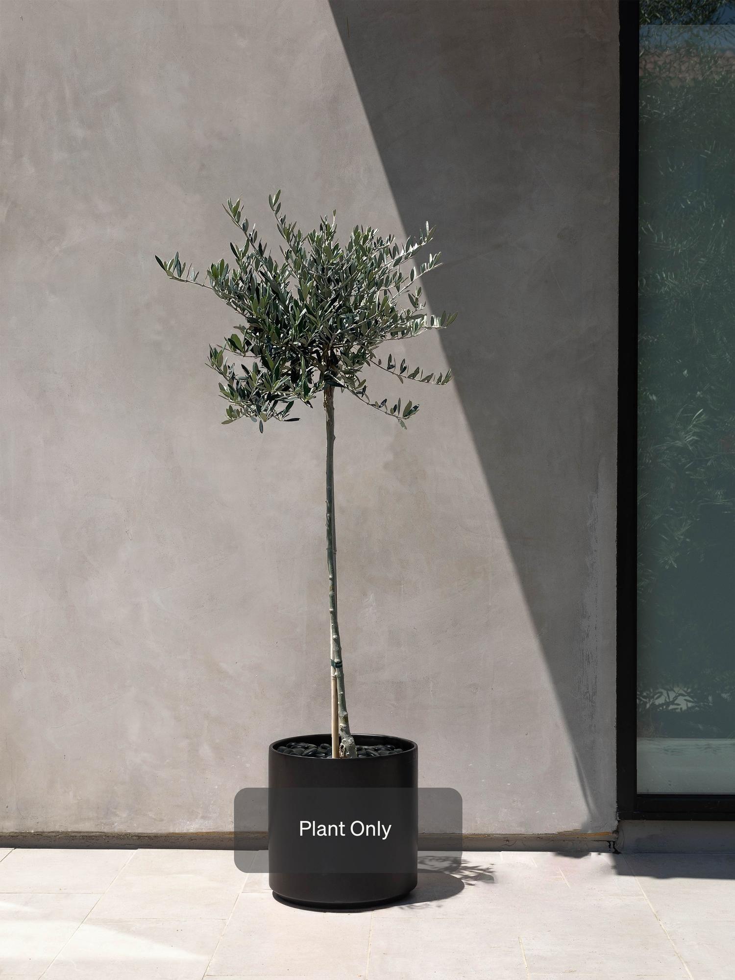 Topiary Olive Tree With Nursery Pot Large 3 ft tall | Livraison plantes ...