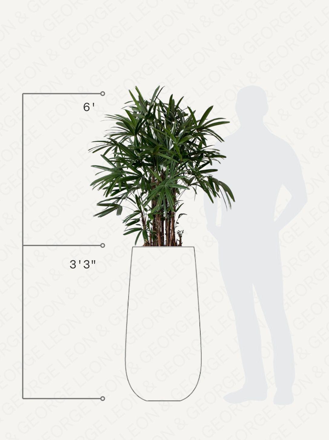 Lady Palm Extra Large (6 ft tall) – White Flute Pot, potted plant ...