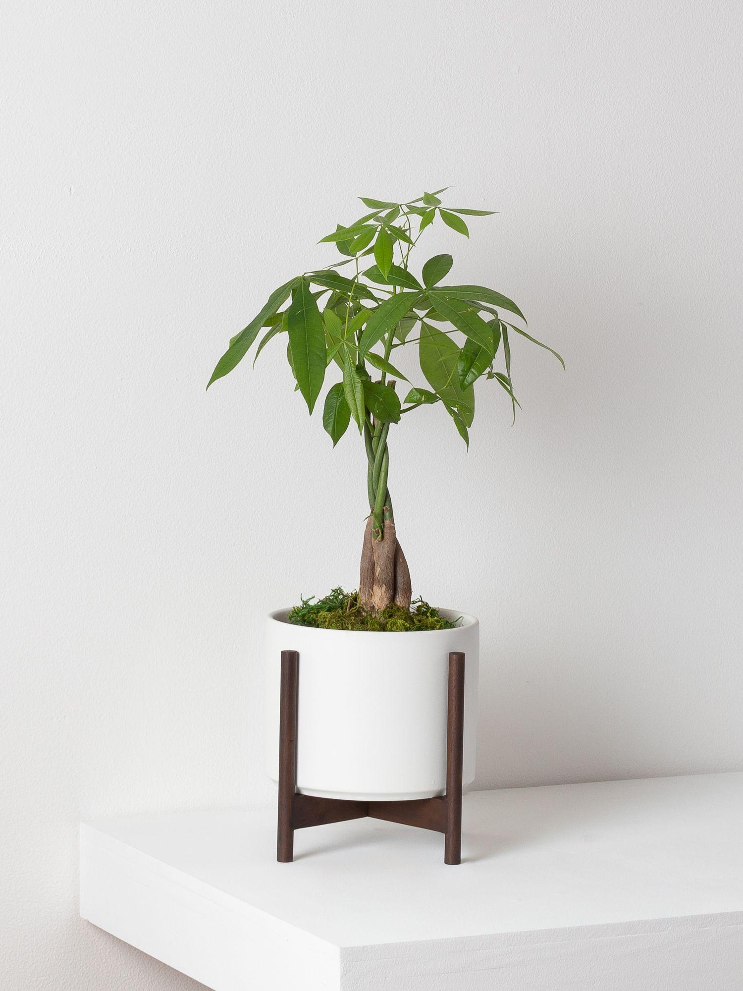 Medium Braided Money Tree With Mid-Century Pot, potted plant, shipped ...