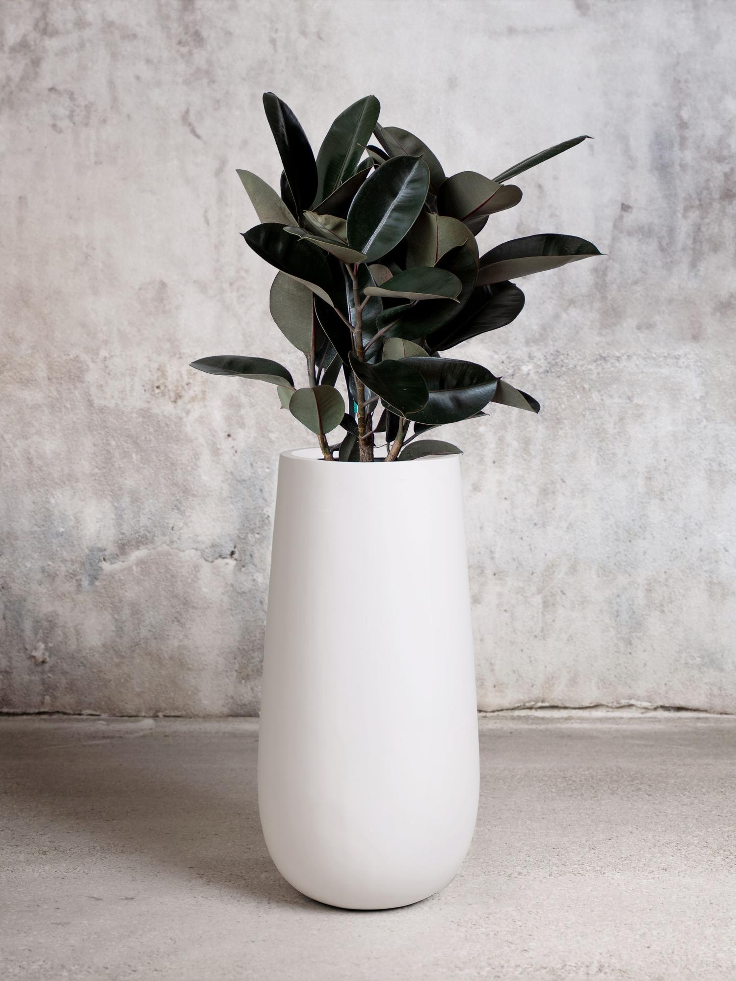 Rubber Tree Large (3½ - 4½ ft tall) – White Flute Pot, potted plant ...