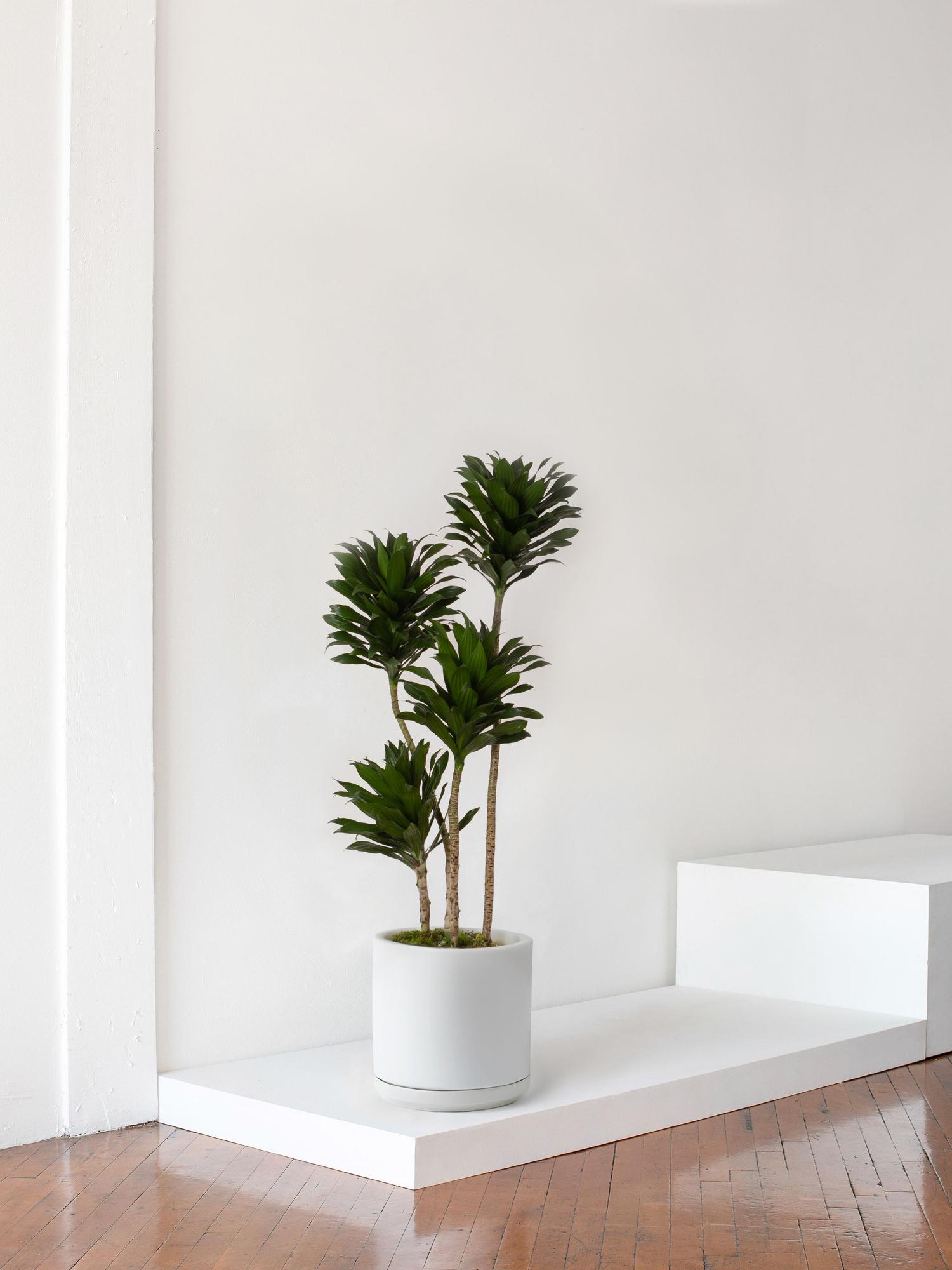 Dracaena Compacta With Foundation Pot Extra Large 3.5 ft tall – White ...