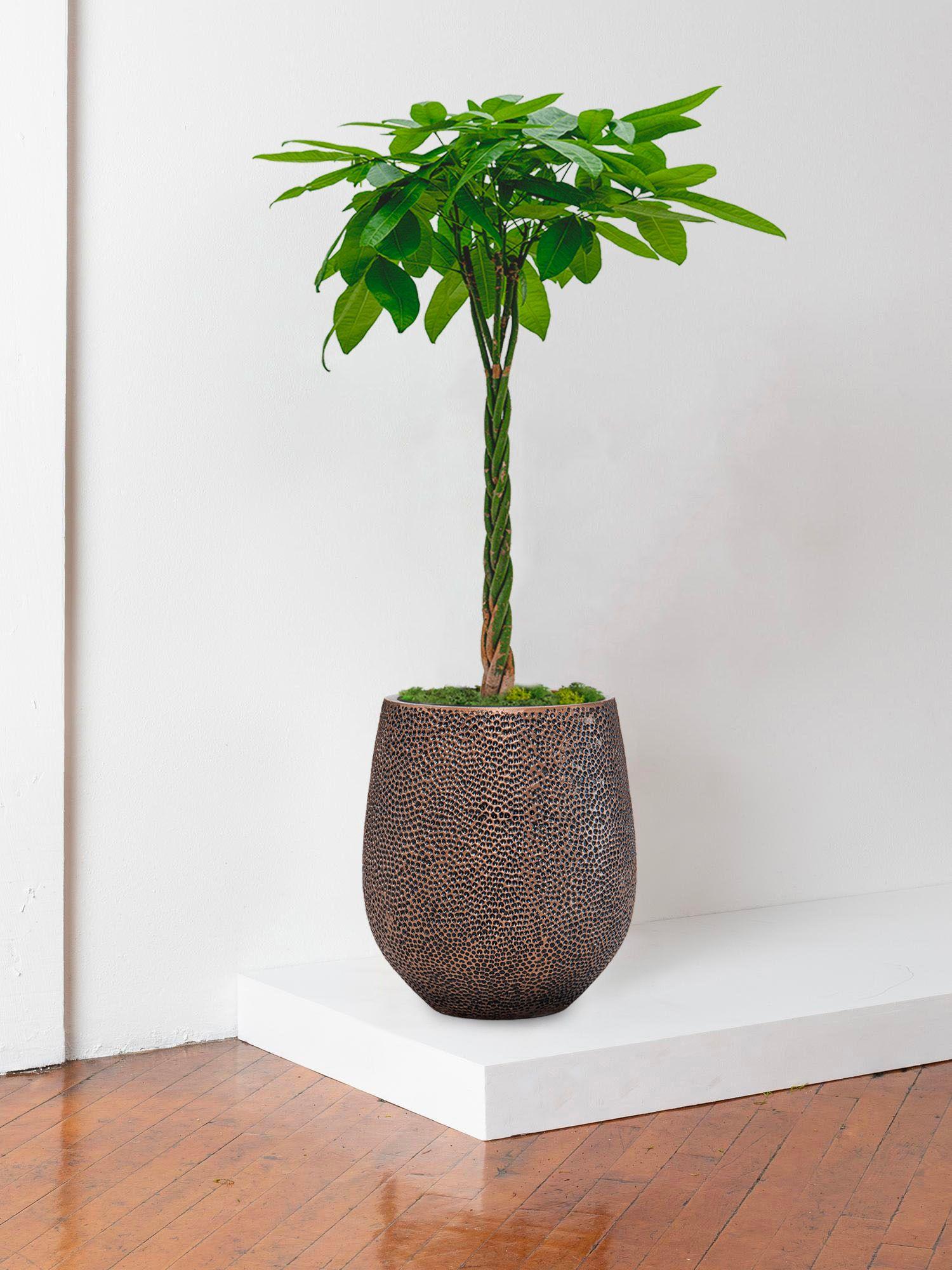Pachira Aquatica Large (1m30) Dune – Le 24 - Dune argent | Livraison ...