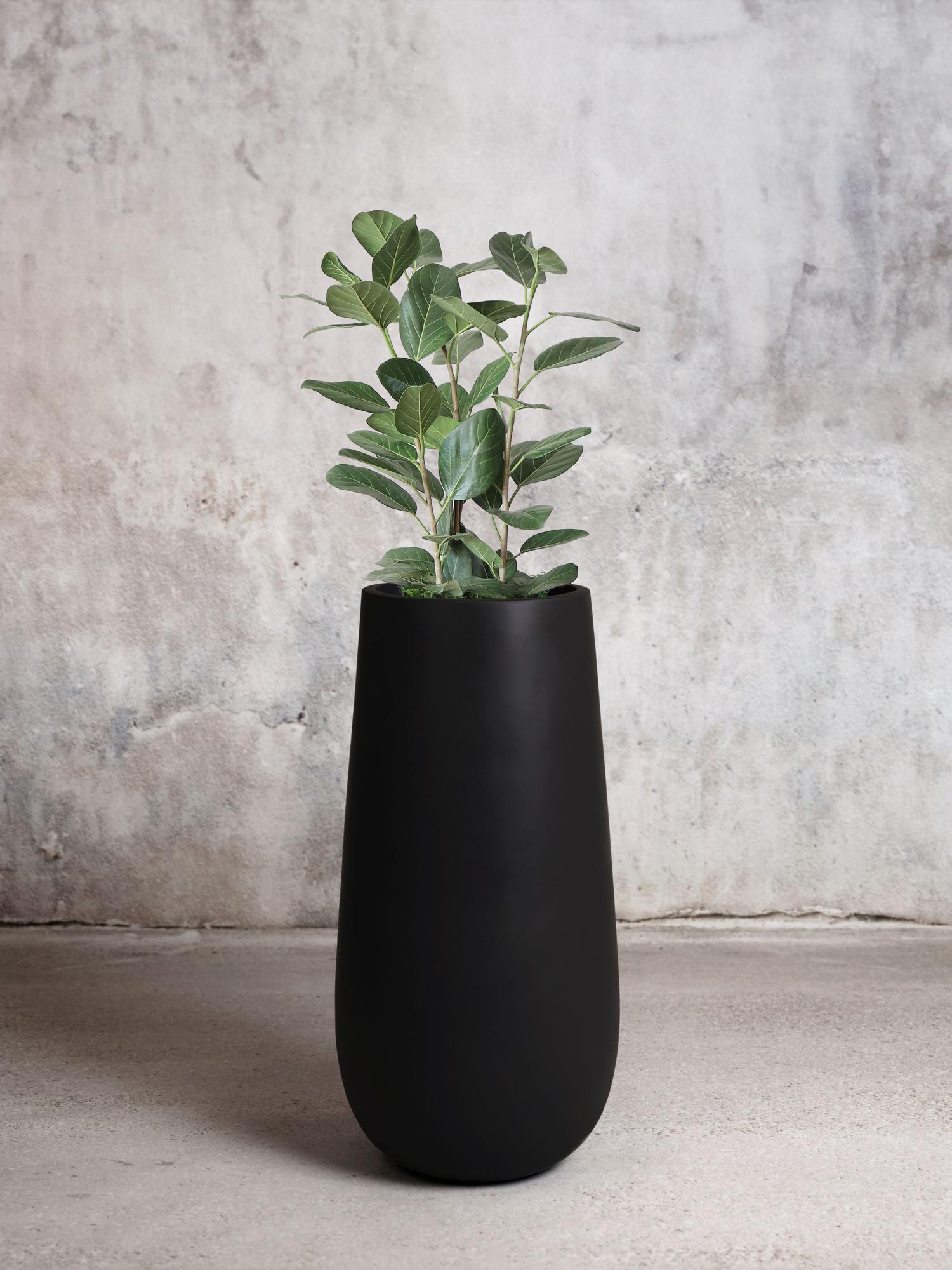 Ficus Audrey Large (4 - 4 ½ ft tall) – White Flute Pot, potted plant ...
