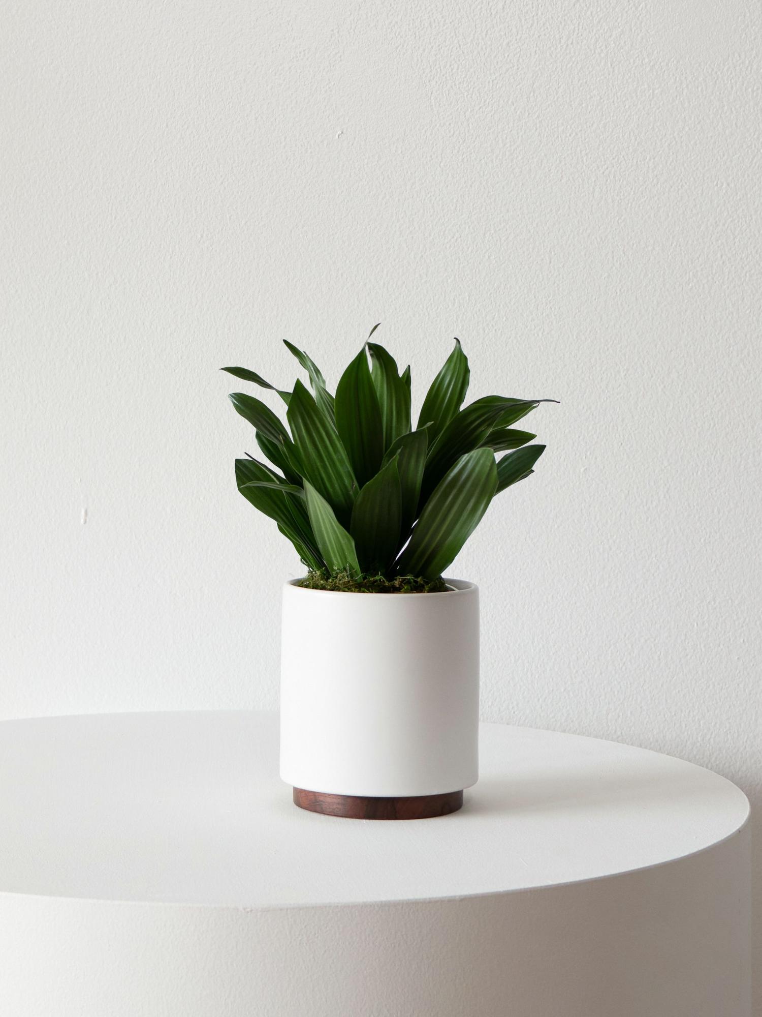 Small Dracaena Compacta With Mid-Century Pot, potted plant, shipped by ...