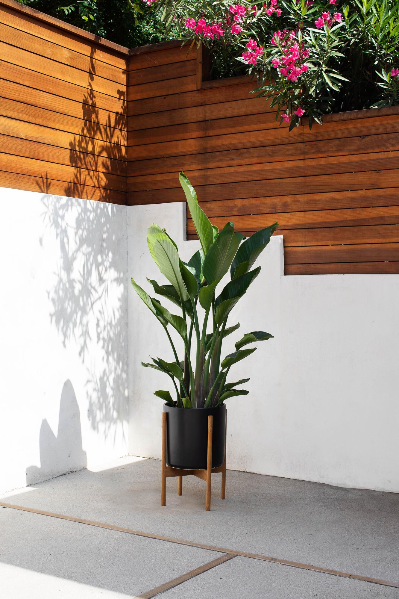 Bird of Paradise With Mid-Century Pot Large 3-4 ½ ft tall, potted plant ...
