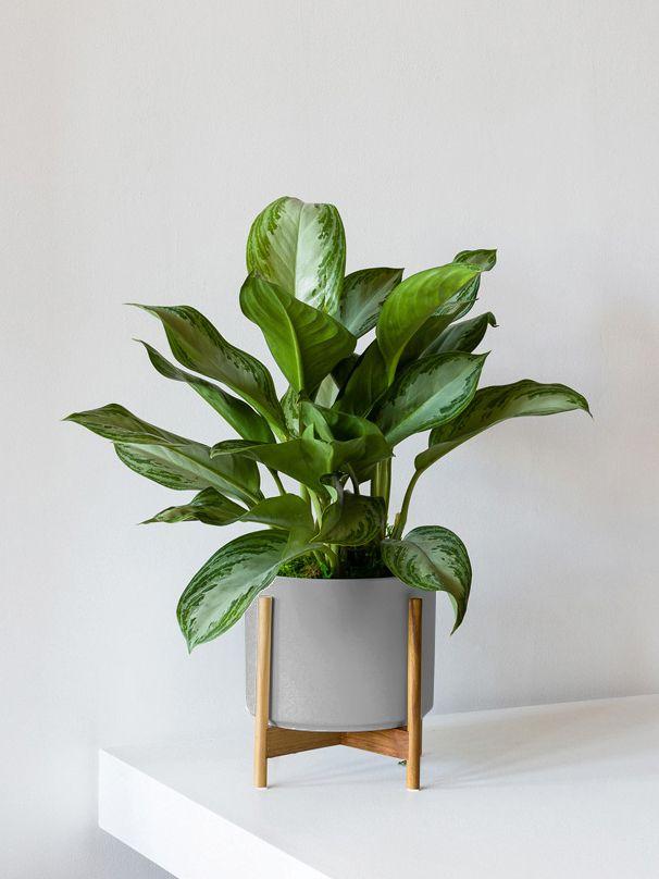 Silver Evergreen With Mid-Century Pot Medium 1 ½ ft tall, potted plant ...