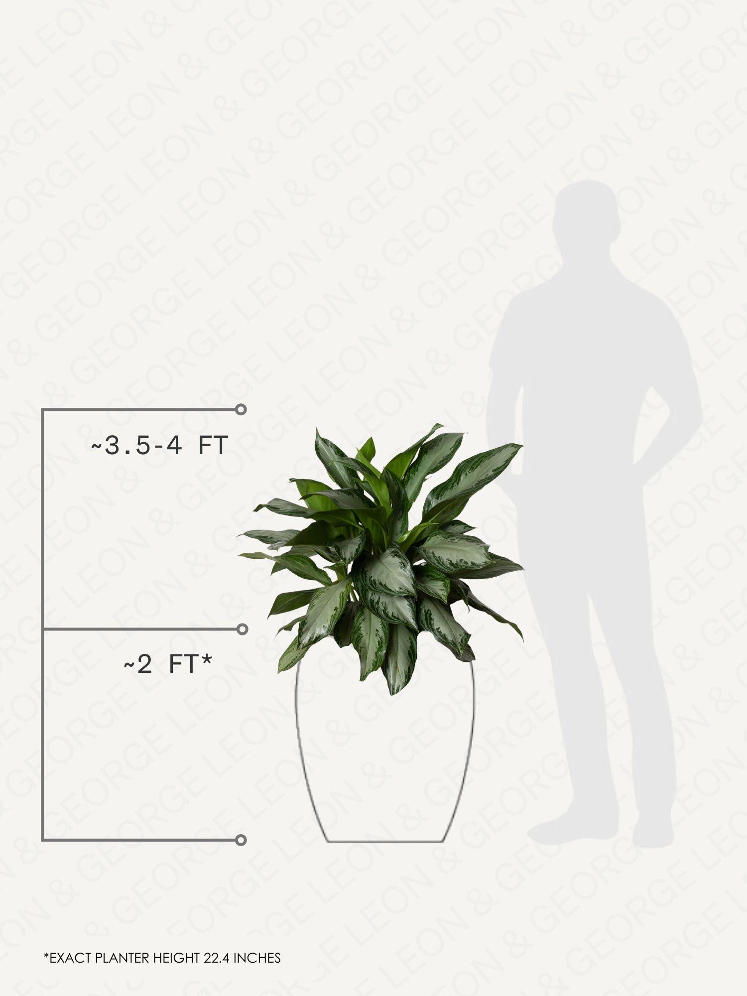 Silver Evergreen With Calix Pot Large 3½ – 4 ft tall – White Calix Pot ...