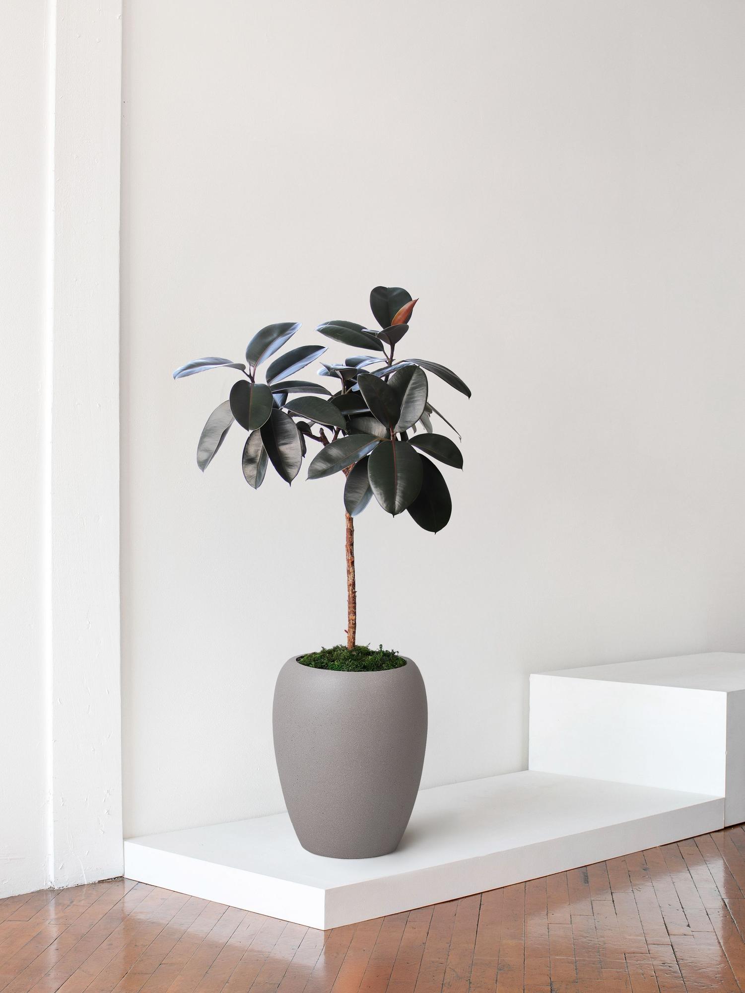 Rubber Tree Standard Extra Large (5 ft tall) + Calix Pot | Léon & George