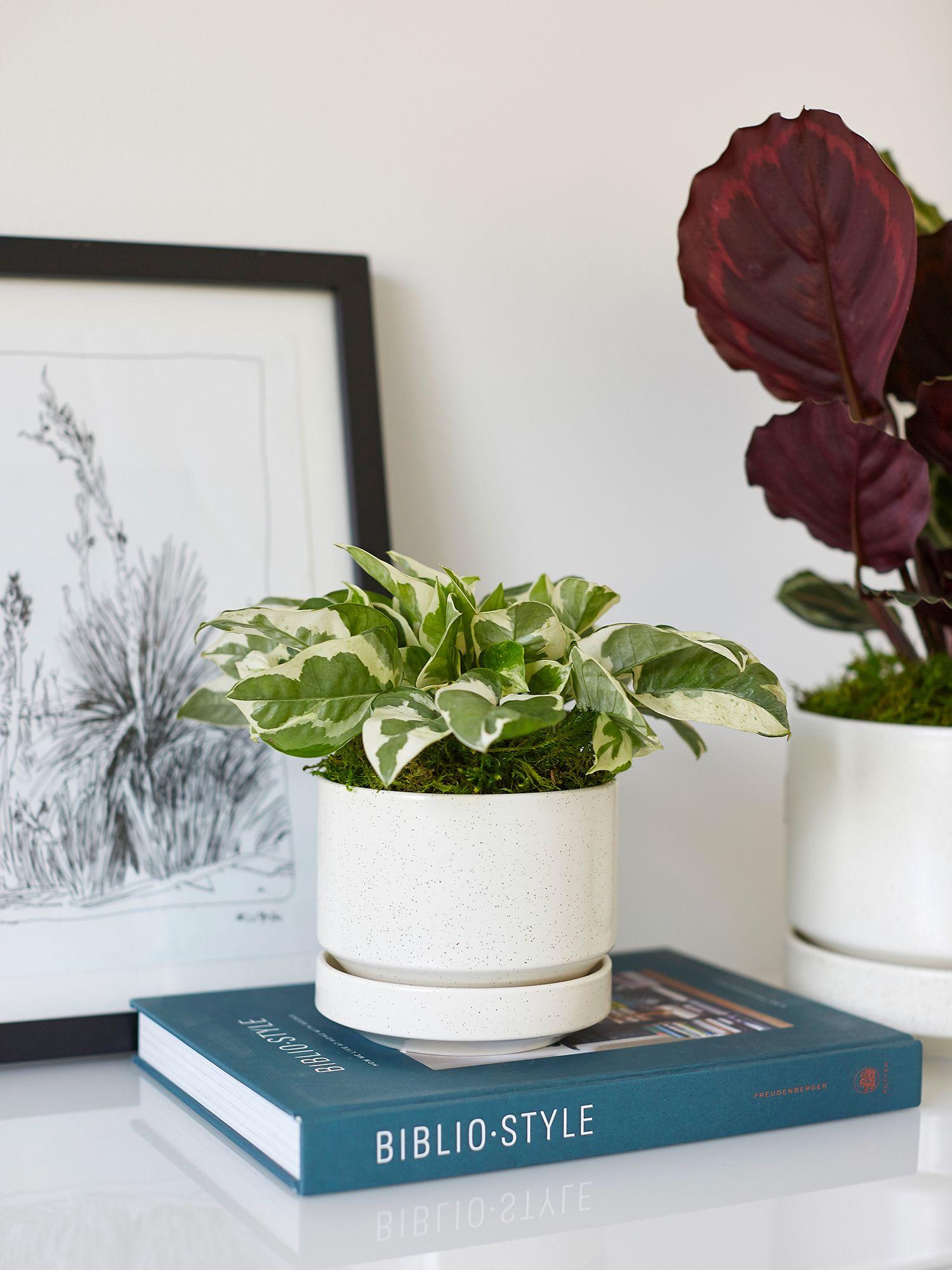 N'joy Pothos Small (8 in tall) – Midnight Scandinavian Ceramic, potted ...