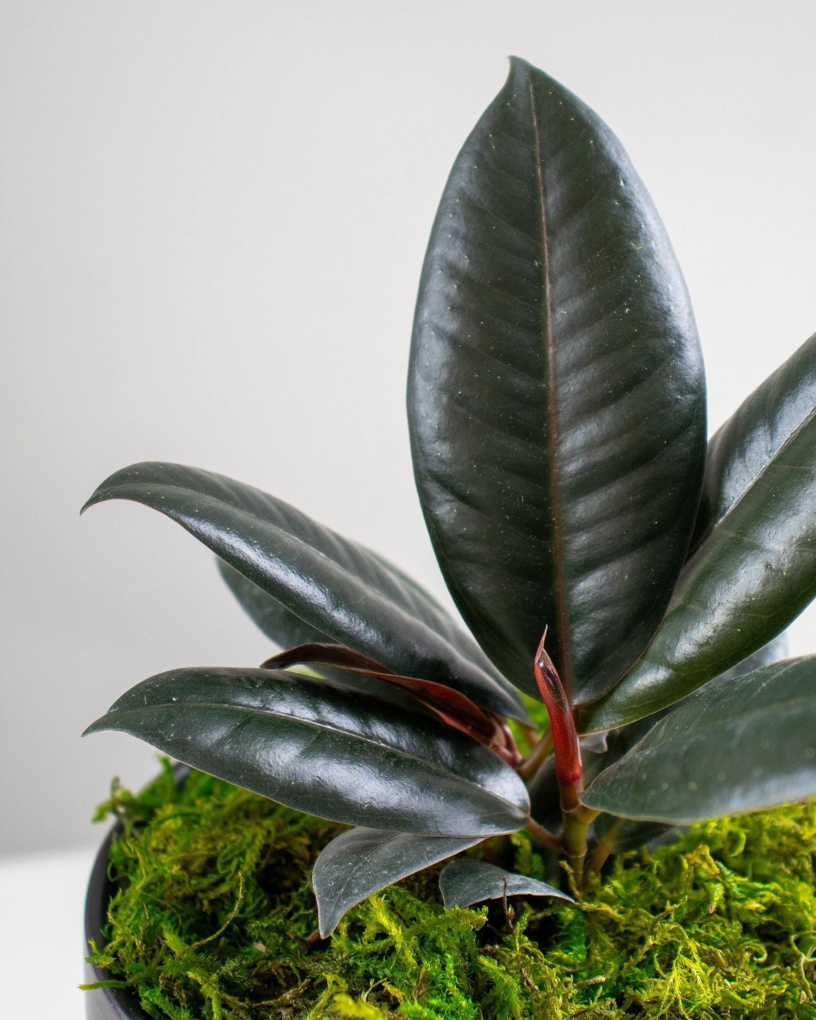 Rubber Plant Small (6-8 in tall) + Copenhagen Pot Pot | Léon & George