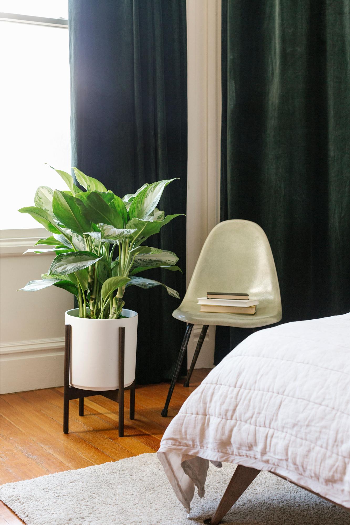 Silver Evergreen With Mid-Century Pot Large 3 ft tall, potted plant ...