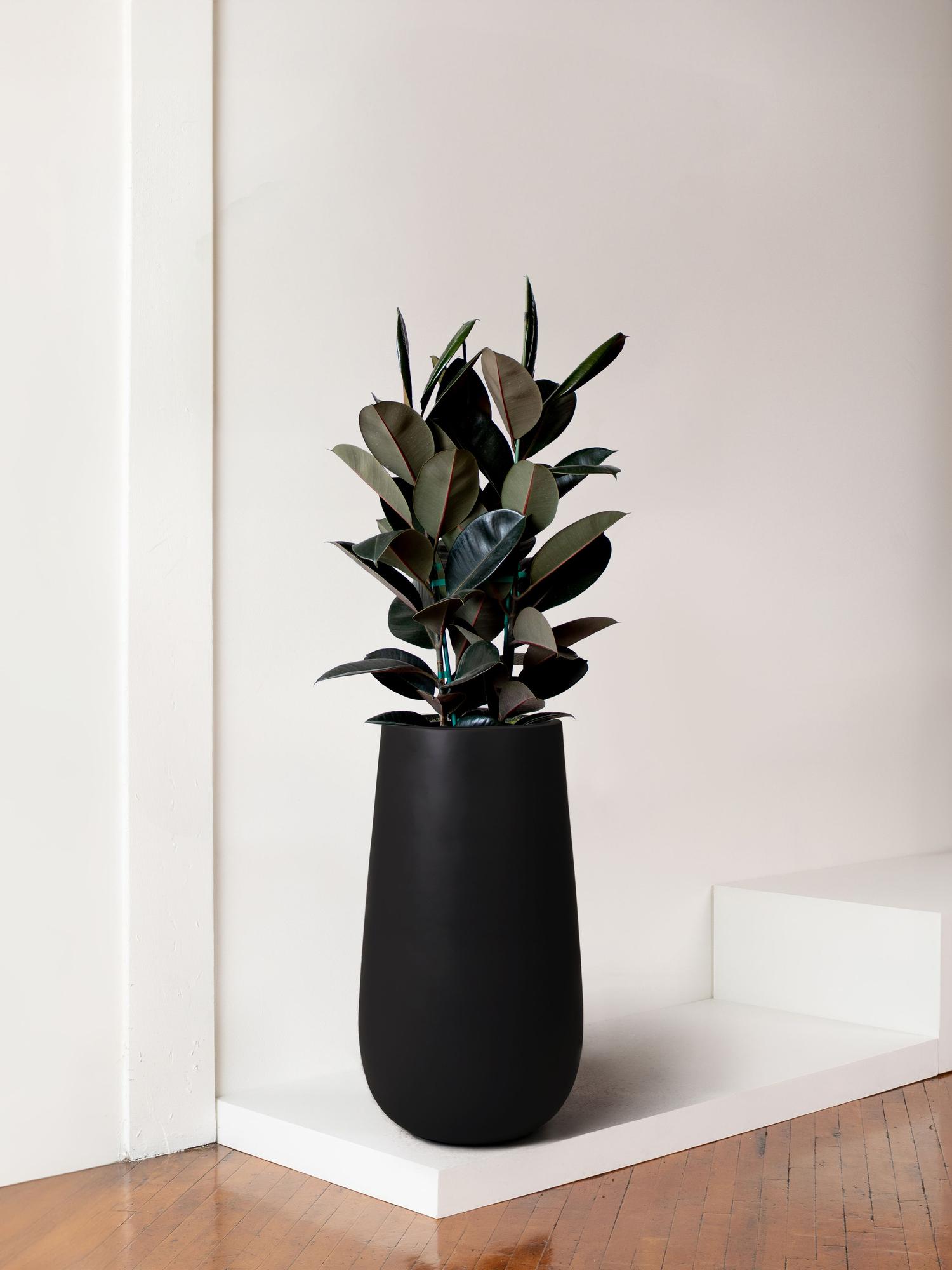 Rubber Tree With Flute Pot Extra Large 6 ½ ft tall, potted plant ...